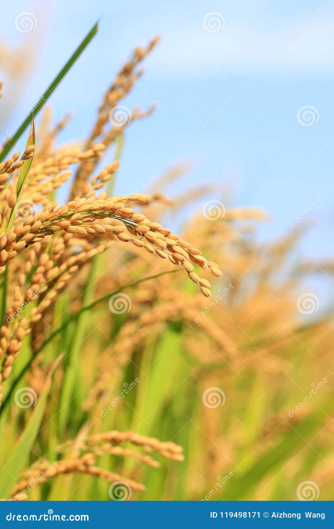 Rice paddies stock image. Image of flora, natural, farm - 119498171