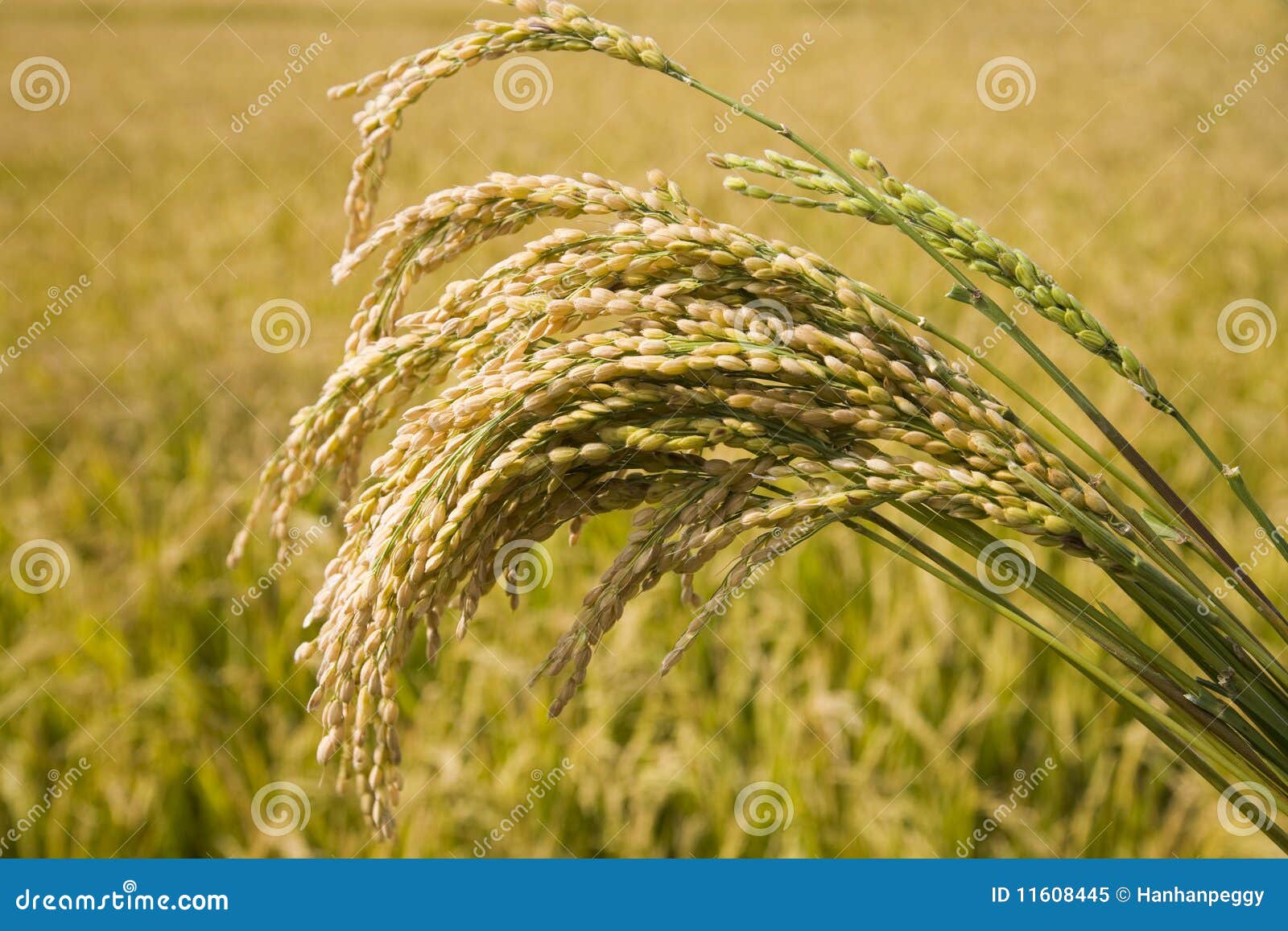 Rice paddy stock image. Image of agriculture, ripe, asia - 11608445