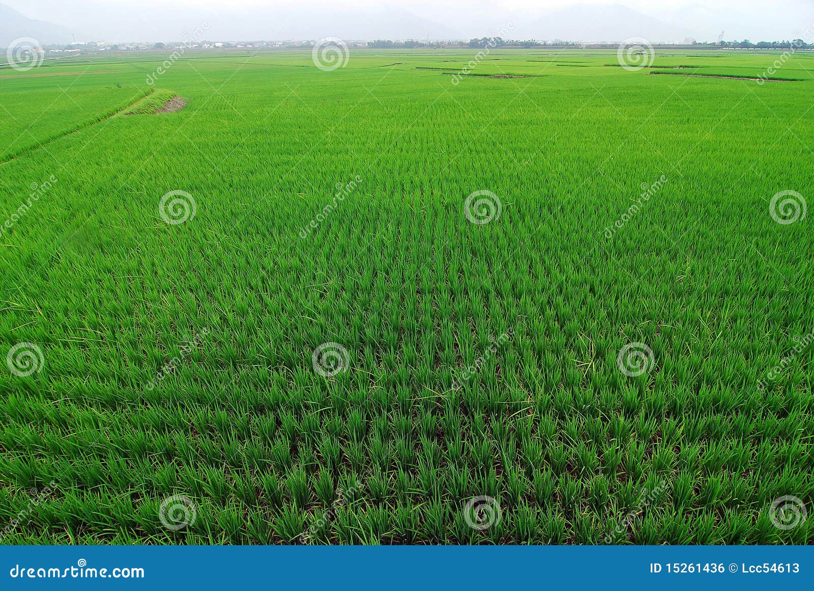 Rice paddy stock photo. Image of paddy, countryside, east - 15261436