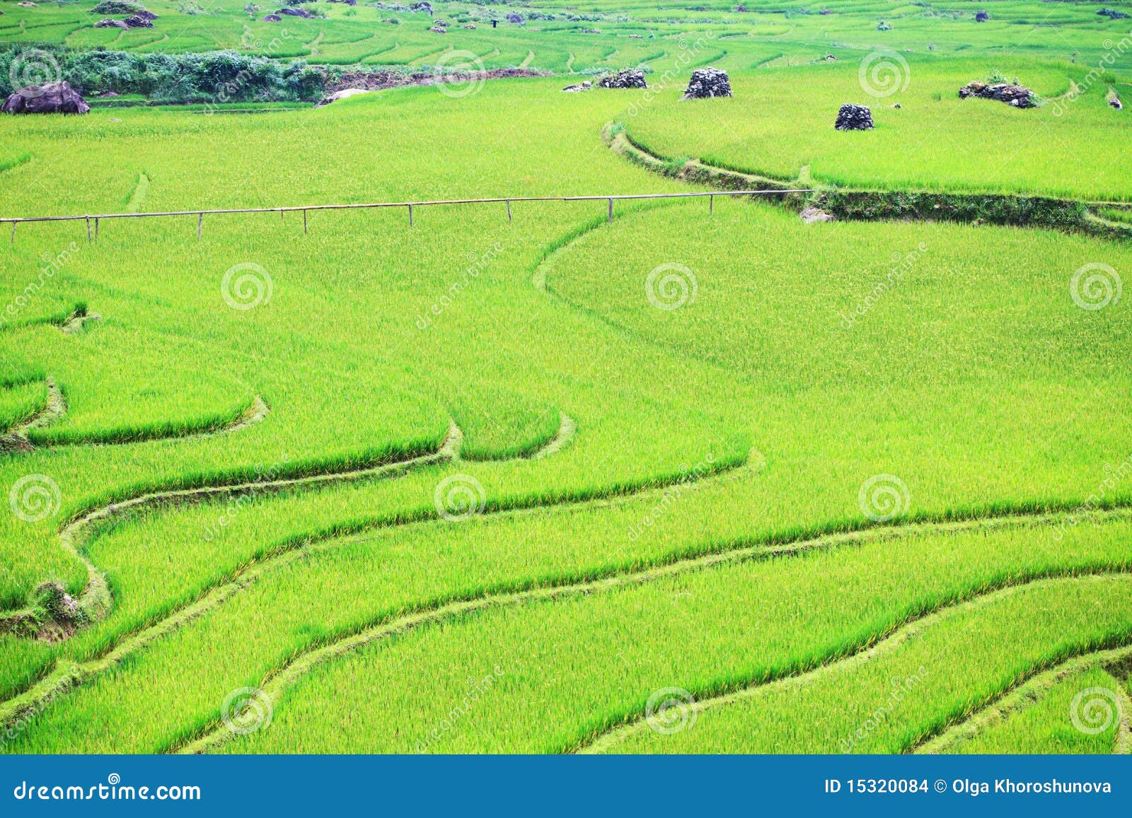 Rice paddy stock photo. Image of crop, scenic, green - 15320084