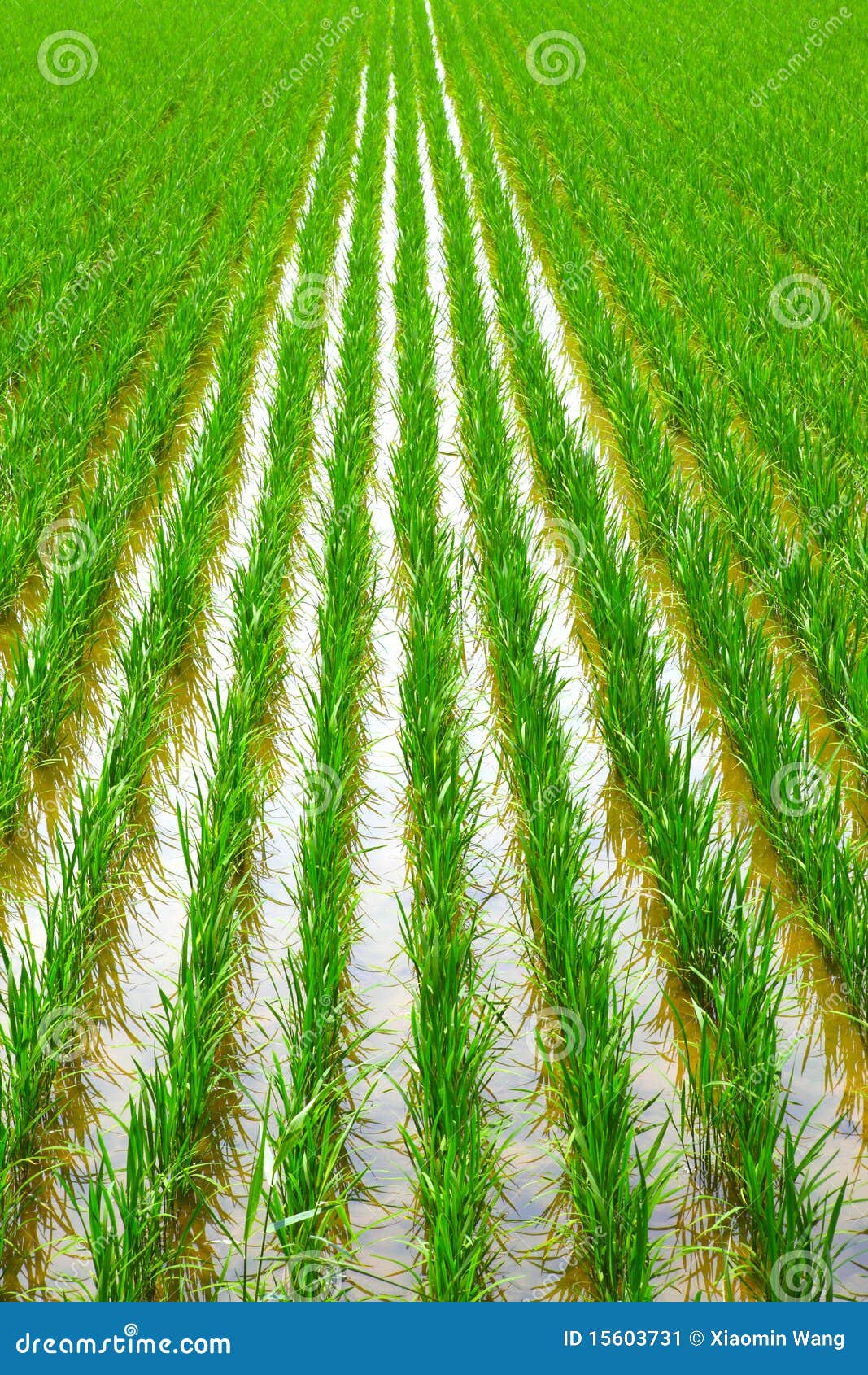 Rice Paddy stock image. Image of north, china, paddy - 15603731