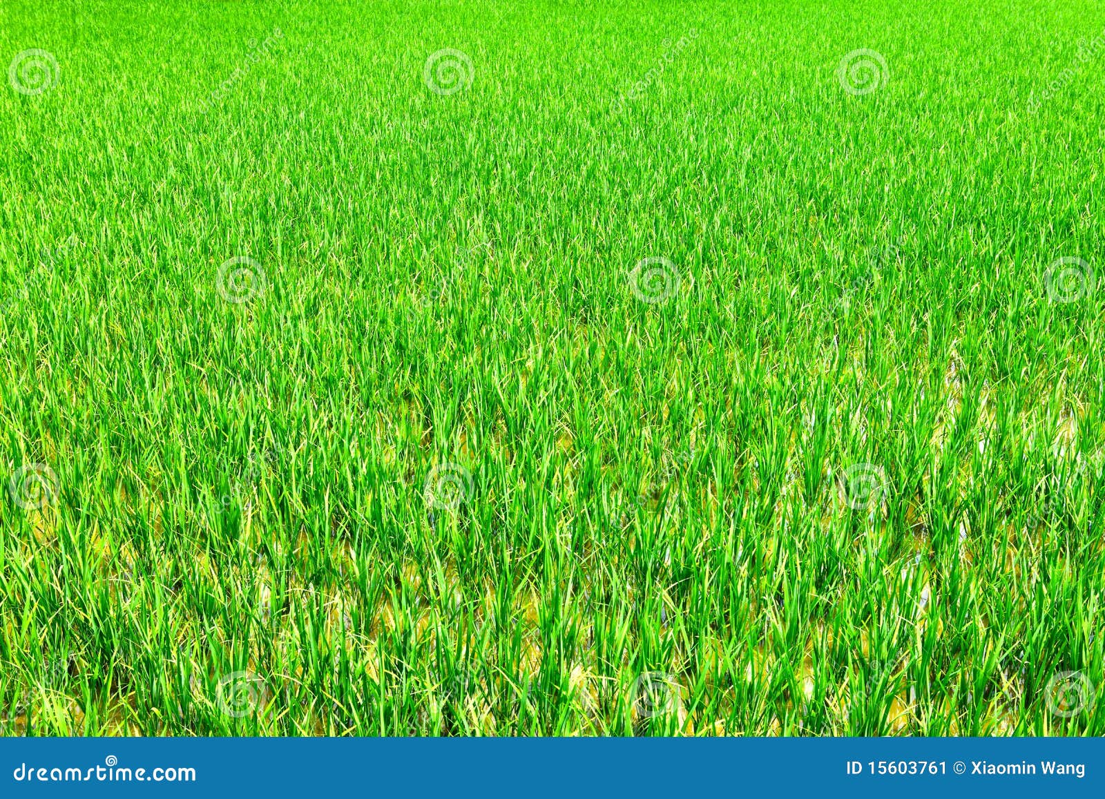 Rice Paddy stock image. Image of paddy, outdoors, grain - 15603761