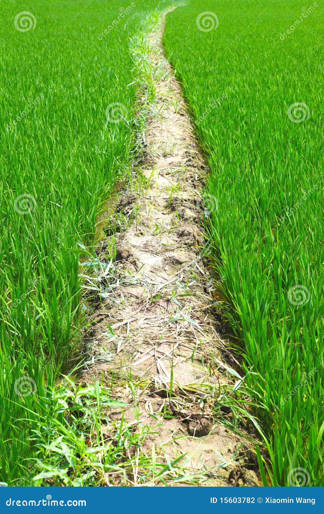 Rice Paddy stock photo. Image of growth, grain, plant - 15603782
