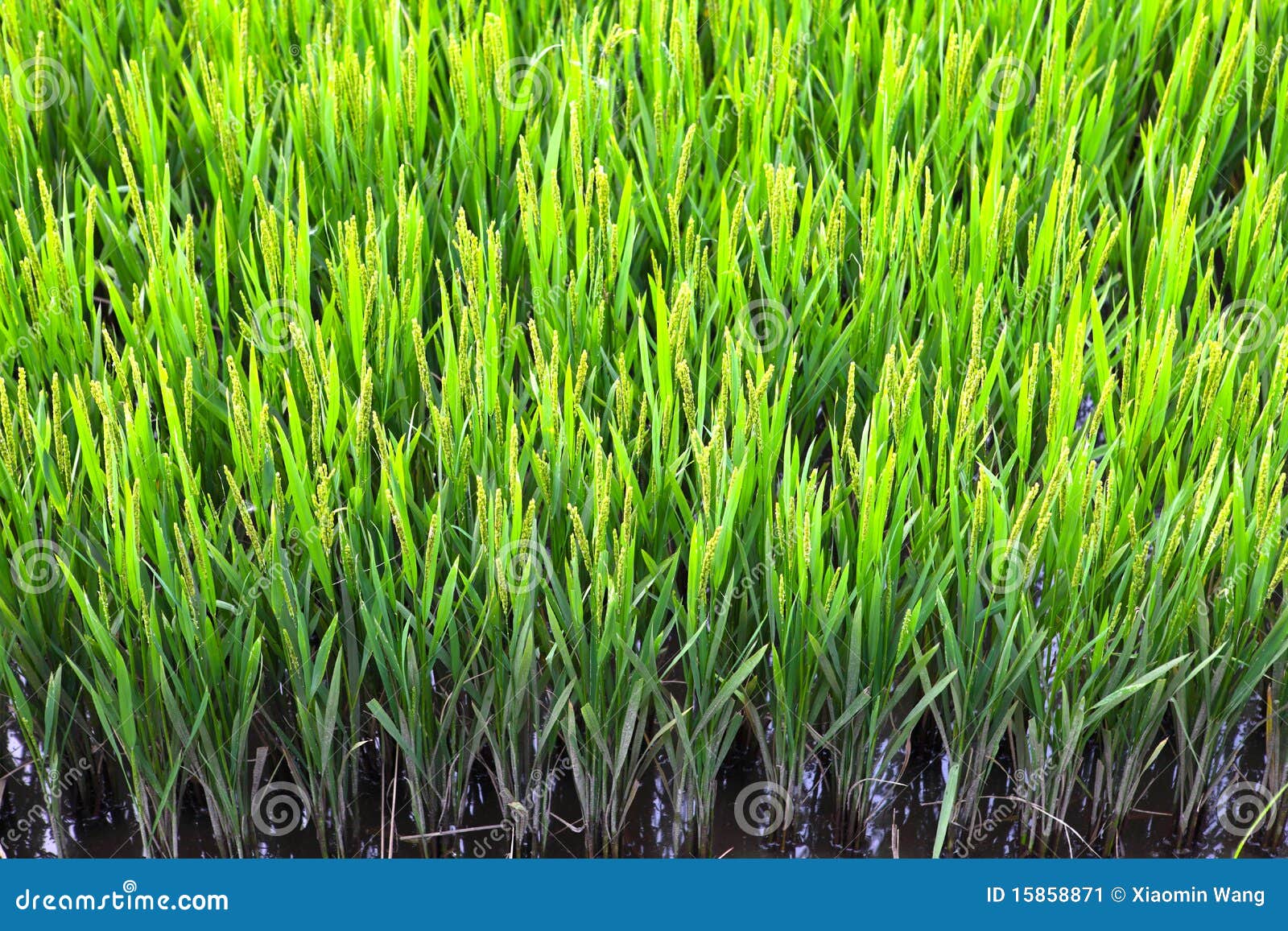 Rice Paddy stock image. Image of abundance, green, rice - 15858871