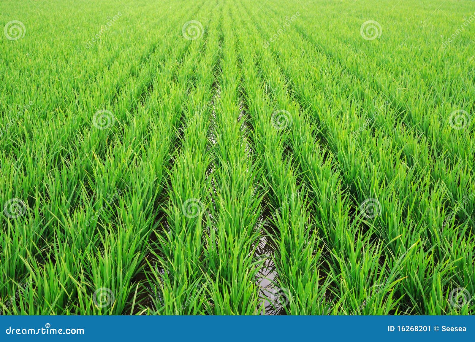 Rice paddy stock image. Image of organic, cultivated - 16268201
