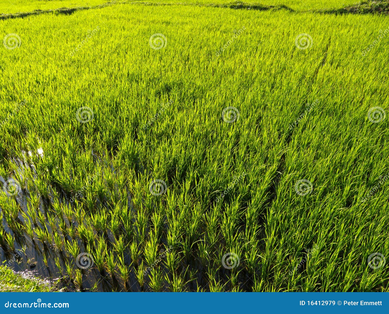 Rice paddy stock image. Image of increase, blooming, nature - 16412979