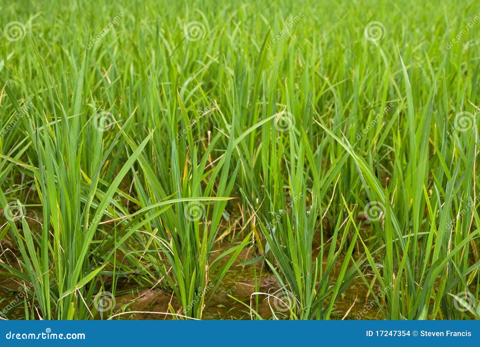 Rice Paddy stock photo. Image of farming, agro, paddy - 17247354