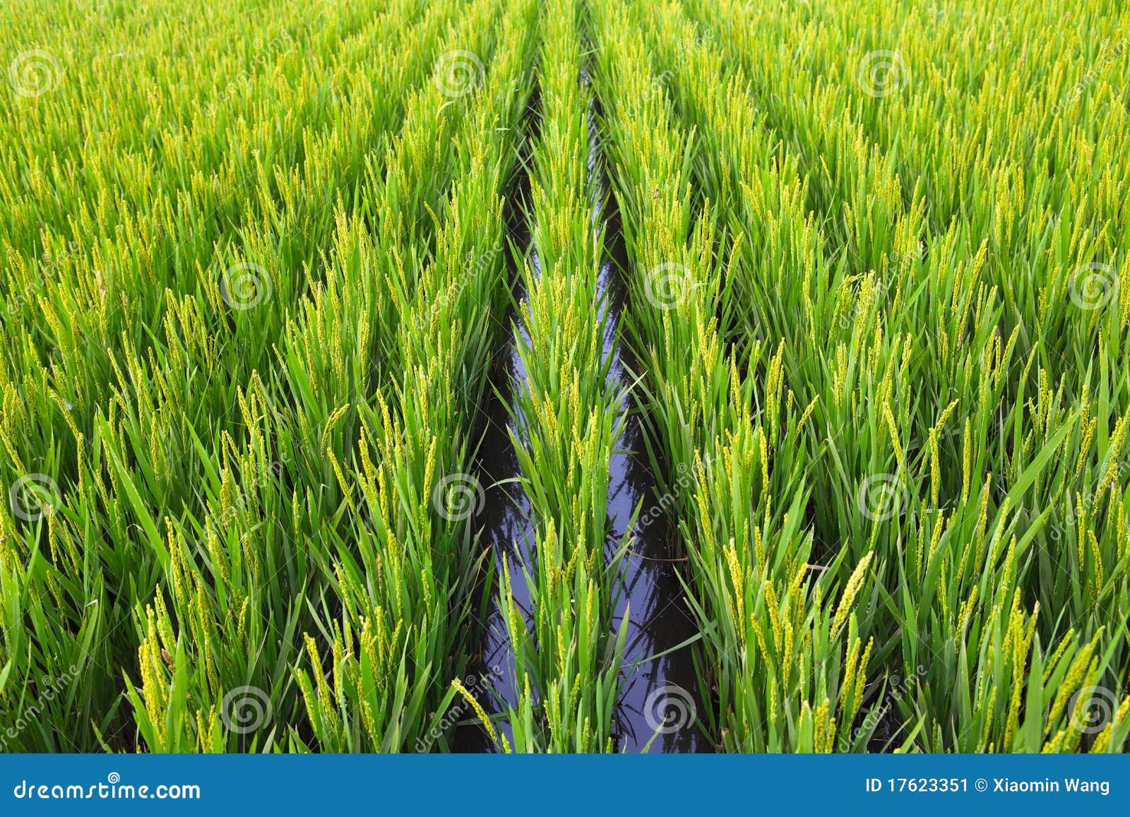 Rice Paddy Stock Image - Image: 17623351