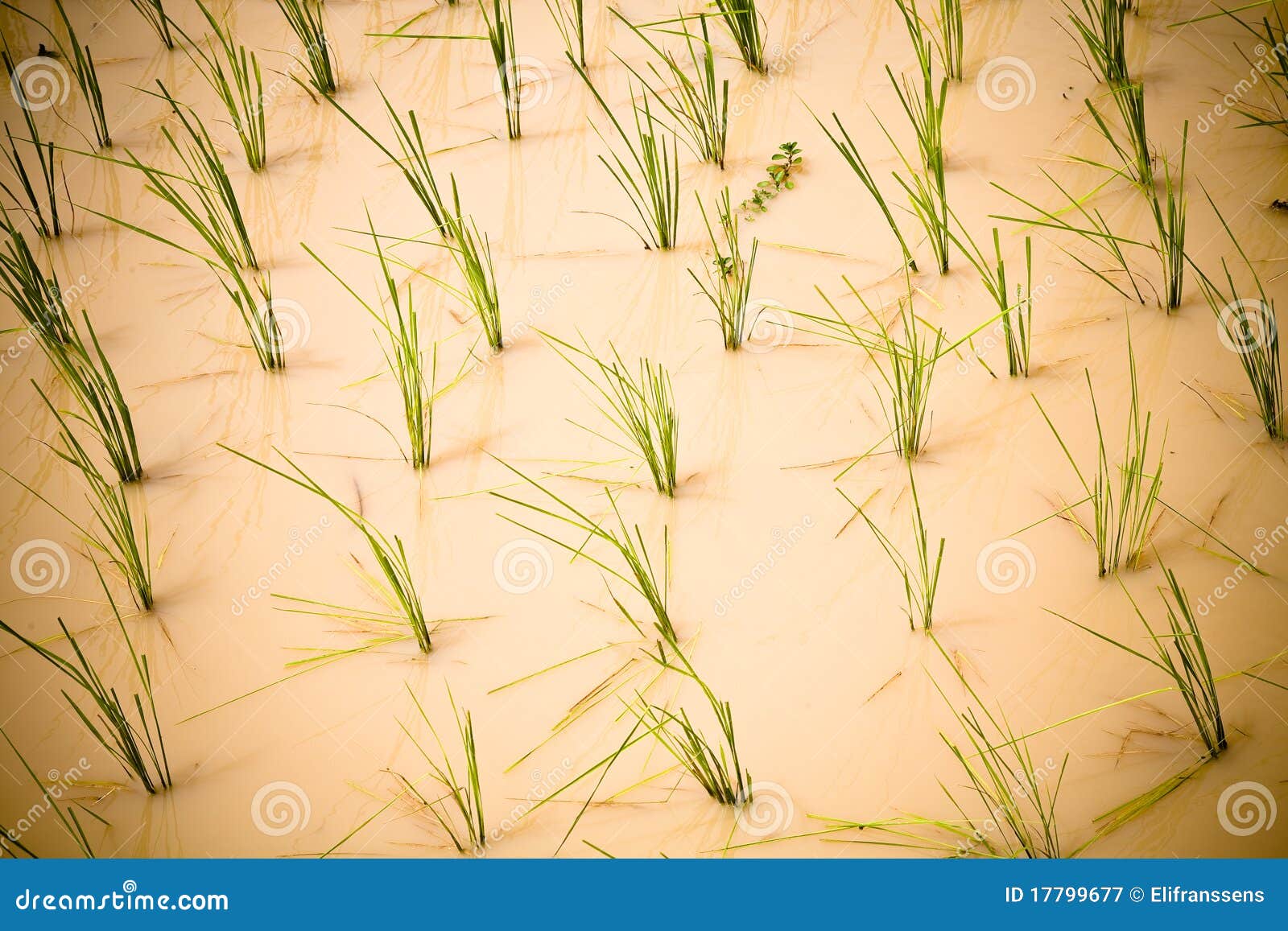 Rice paddy stock image. Image of planting, cultivation - 17799677