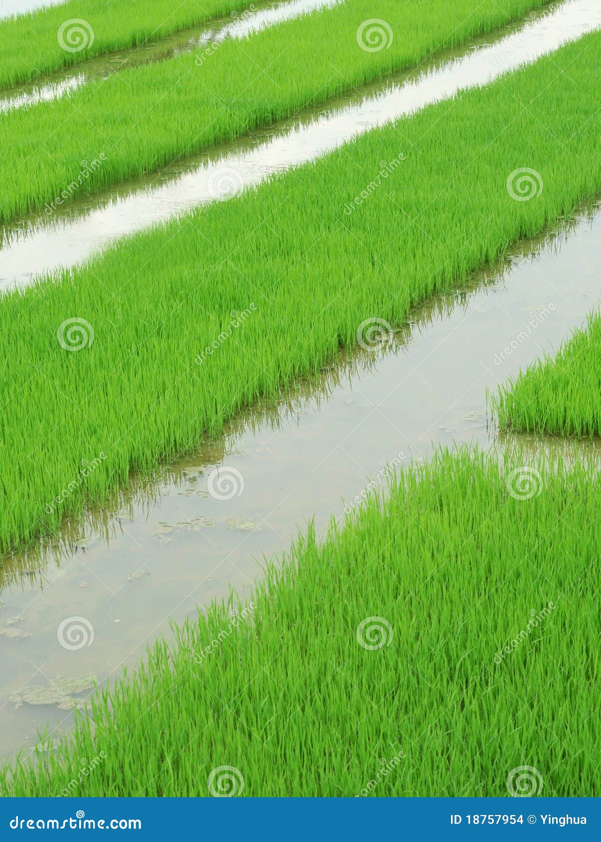 Rice paddy stock photo. Image of close, closeup, grain - 18757954