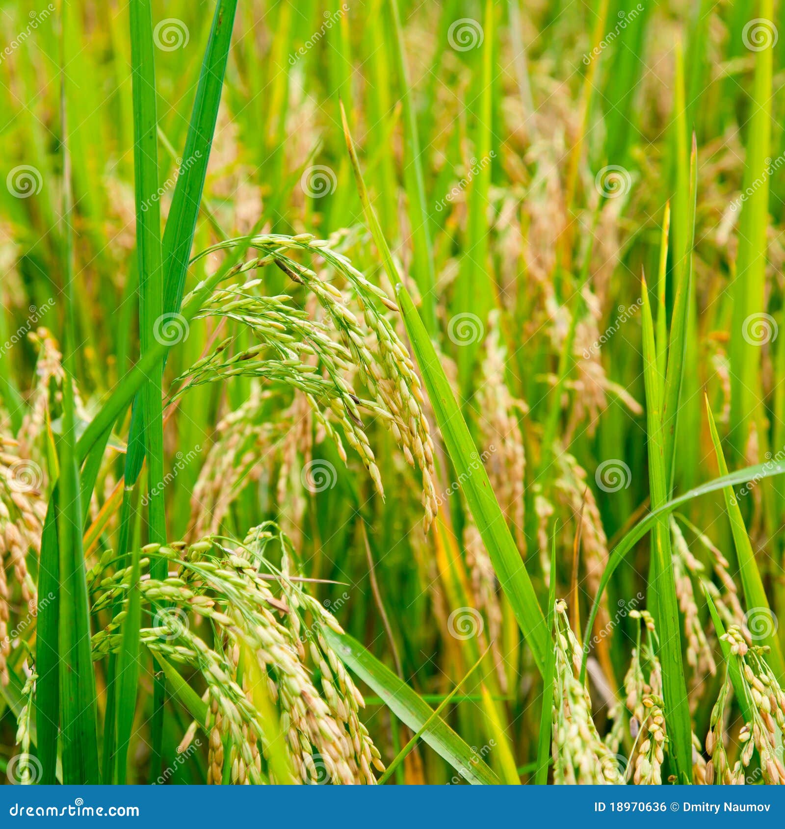 Rice paddy stock photo. Image of asia, rice, ripe, farming - 18970636