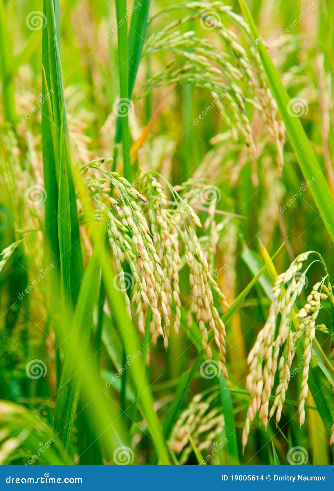 Rice paddy stock photo. Image of staple, farming, green - 19005614