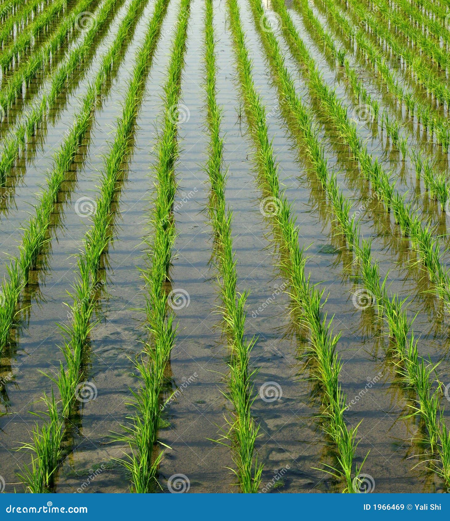 Rice Paddy stock image. Image of puddle, rows, plant, shadows - 1966469
