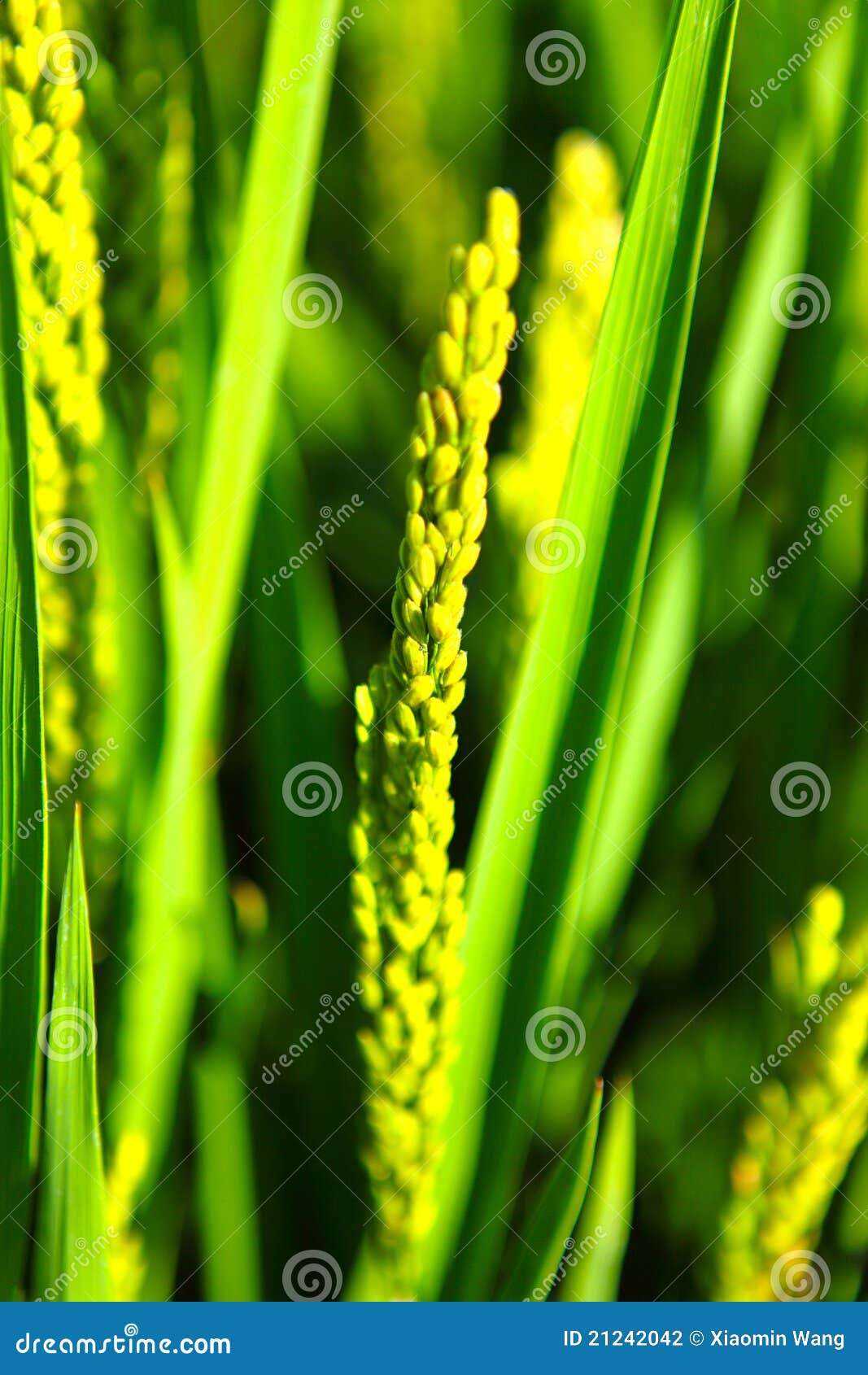 Rice Paddy stock photo. Image of field, macro, cultivate - 21242042