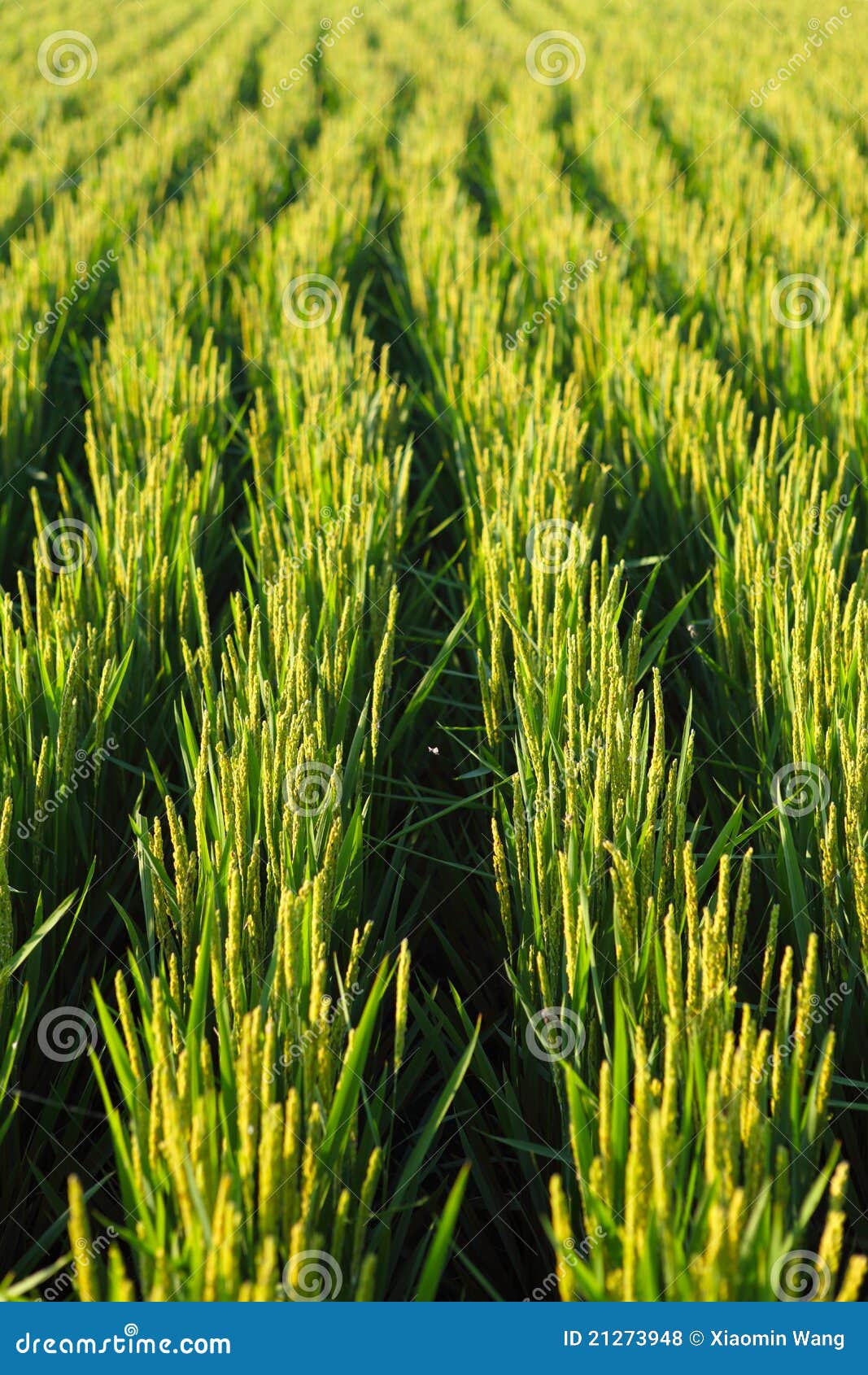 Rice Paddy stock photo. Image of cereal, harvest, asian - 21273948