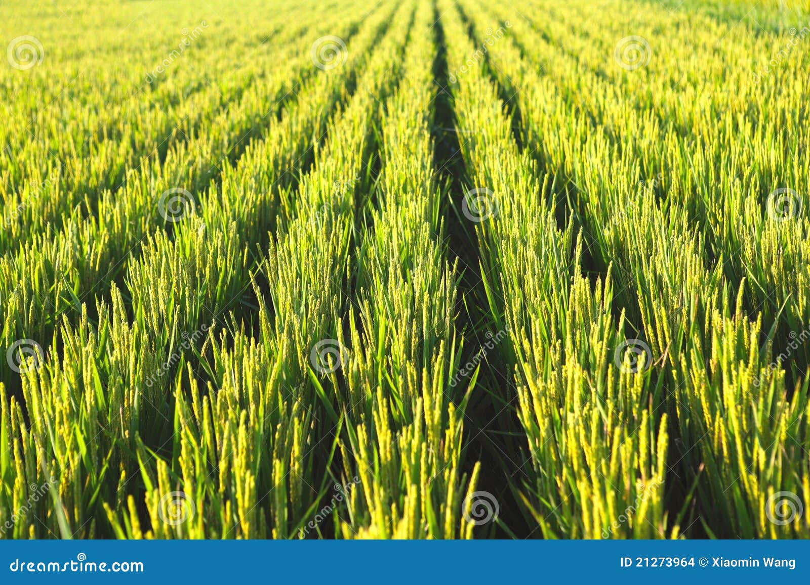 Rice Paddy stock photo. Image of detail, background, field - 21273964