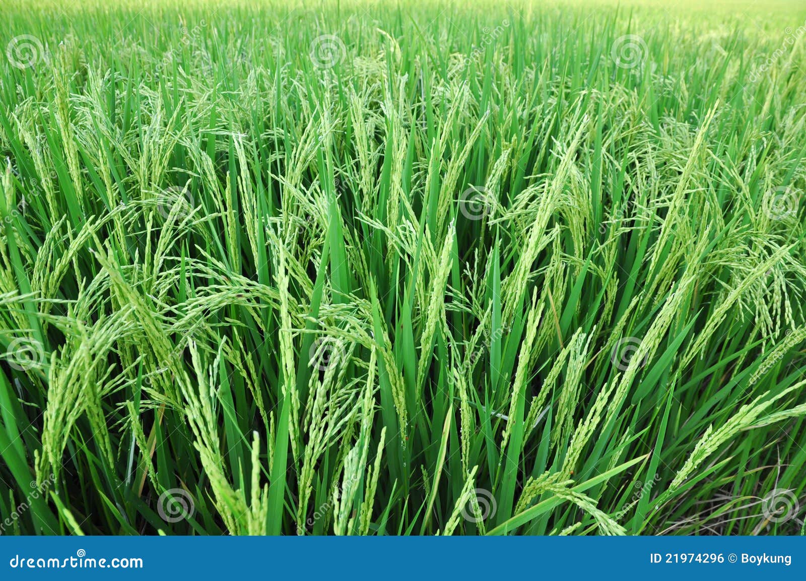 Rice paddy stock photo. Image of meadow, ablooming, paddy - 21974296