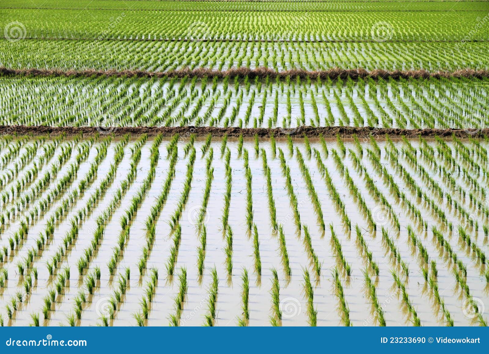 Rice paddy stock photo. Image of organic, economy, asia - 23233690