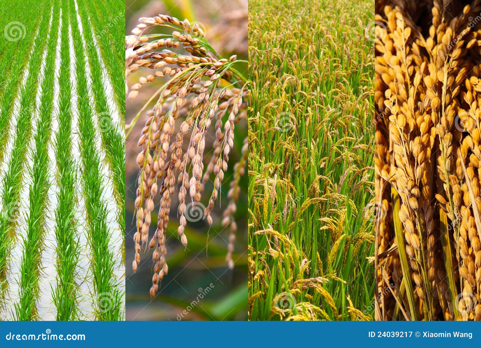Rice Paddy stock image. Image of green, harvest, close - 24039217