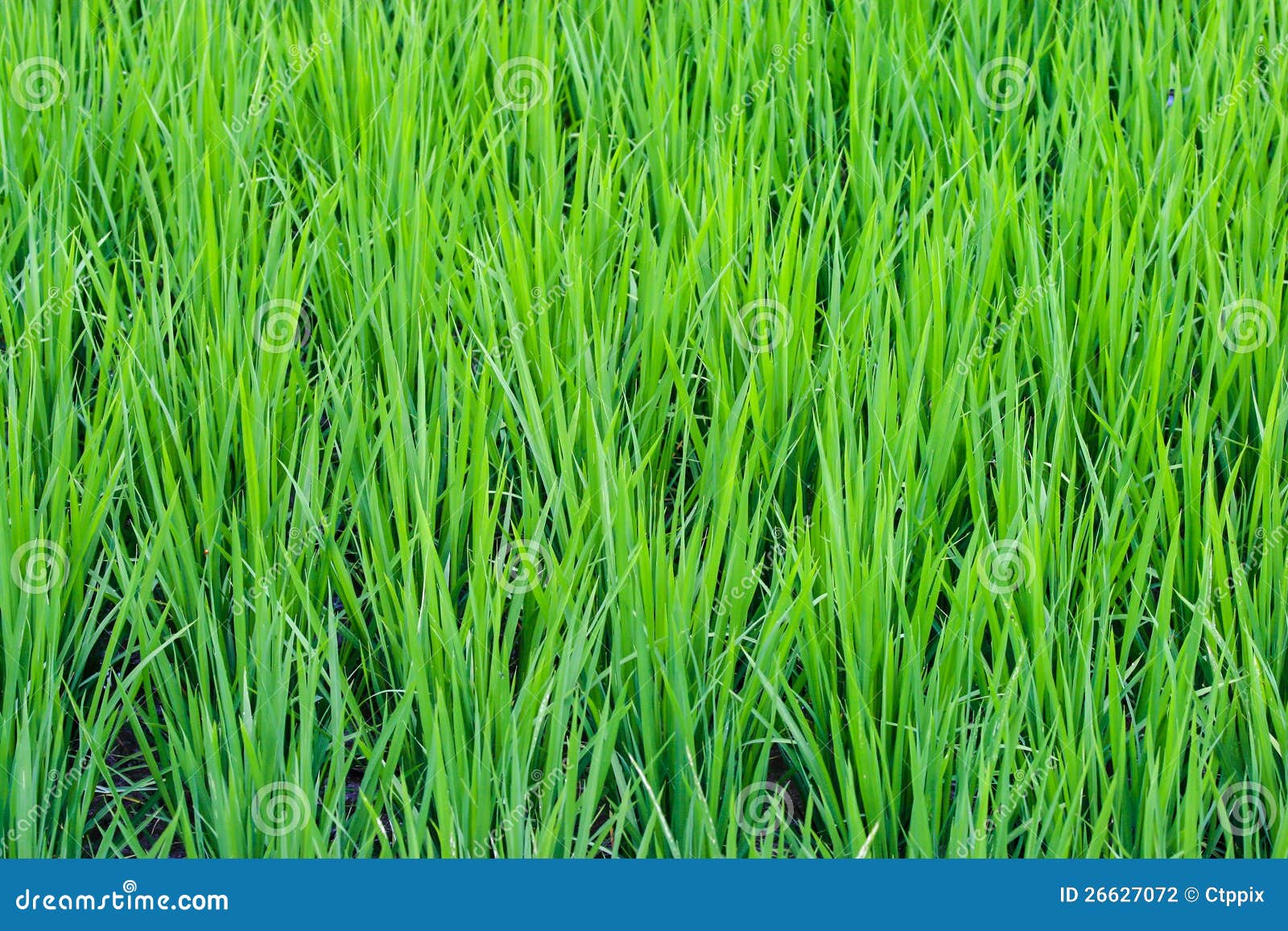 Rice Paddy stock photo. Image of harvest, farm, grass - 26627072