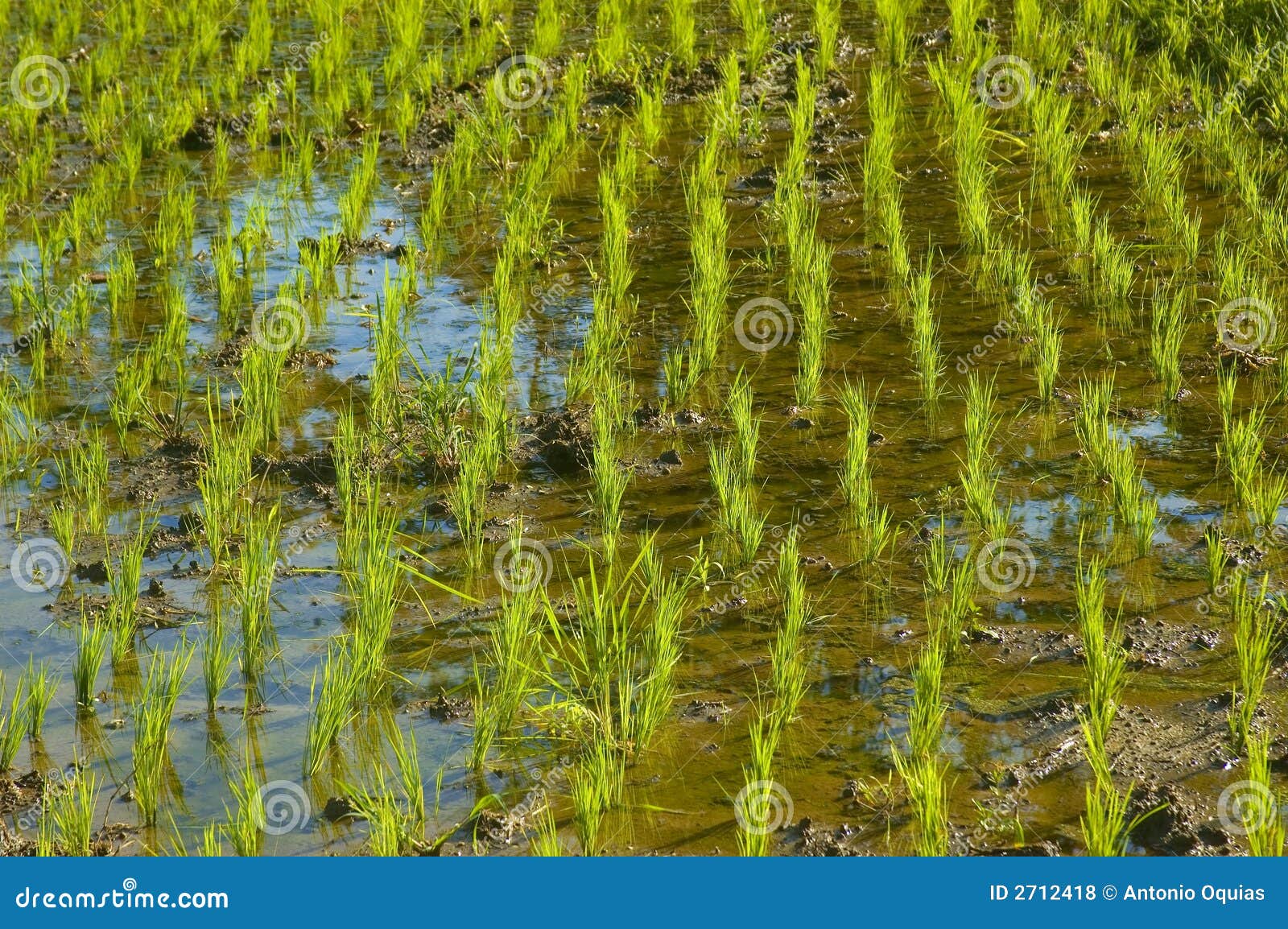 Rice Paddy Picture. Image: 2712418