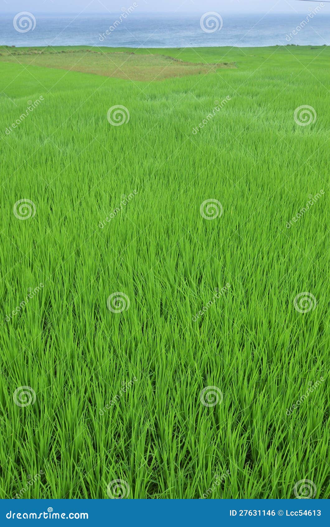 Rice paddy stock photo. Image of asian, plantation, outdoors - 27631146