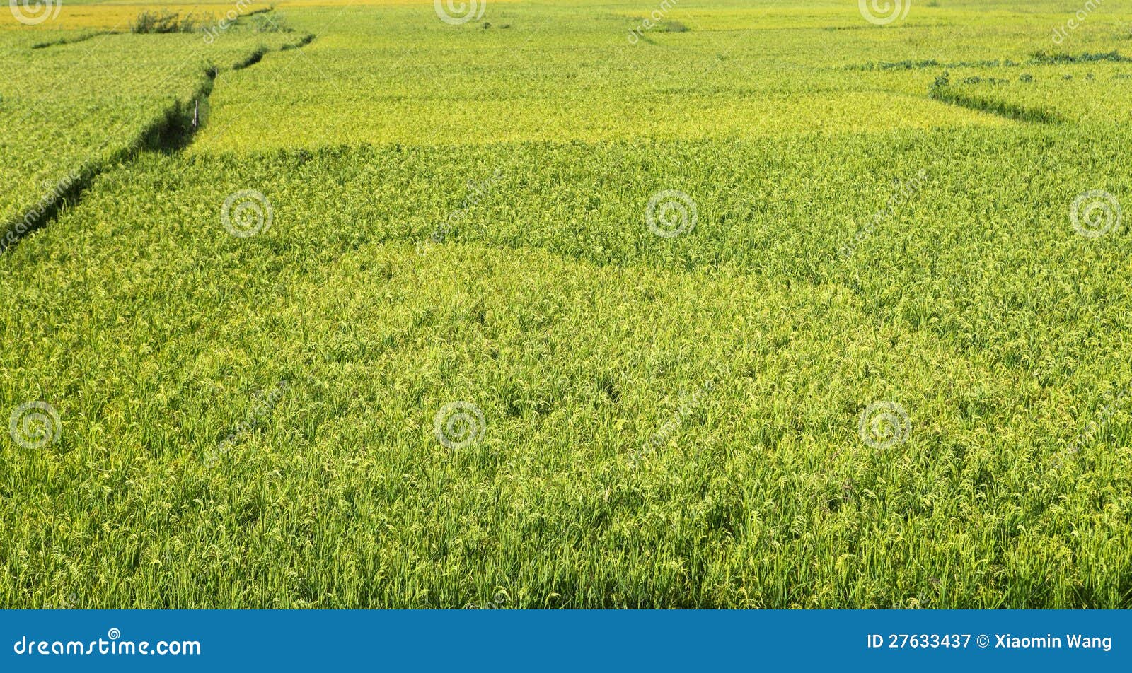 Rice Paddy stock image. Image of fresh, grain, farming - 27633437