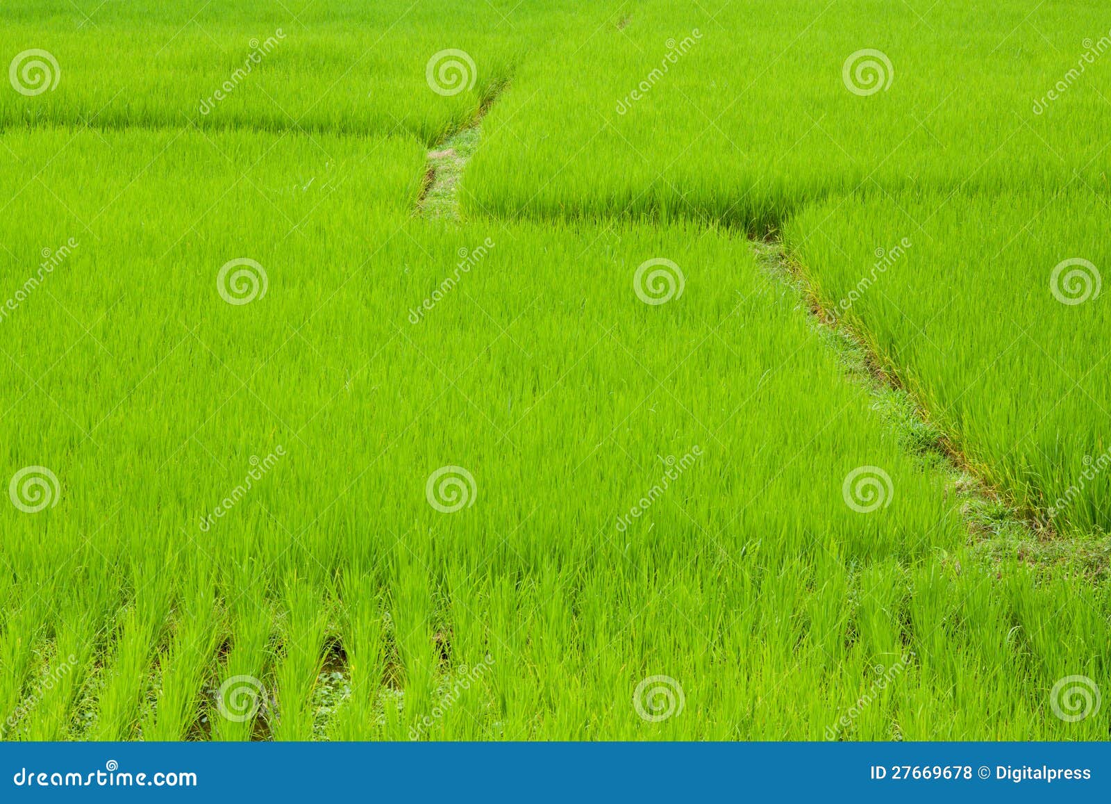 Rice paddy stock photo. Image of asia, paddy, landscape - 27669678