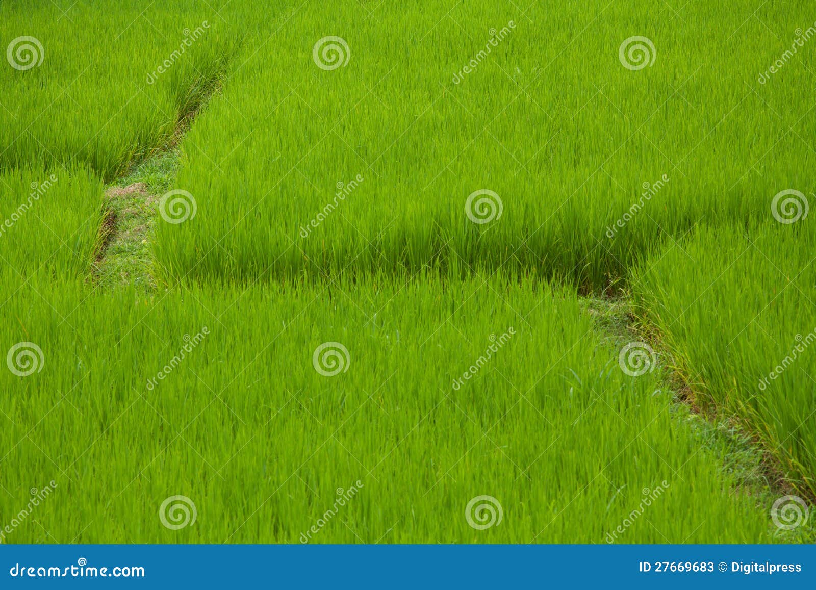 Rice paddy stock image. Image of farmland, cultivated - 27669683