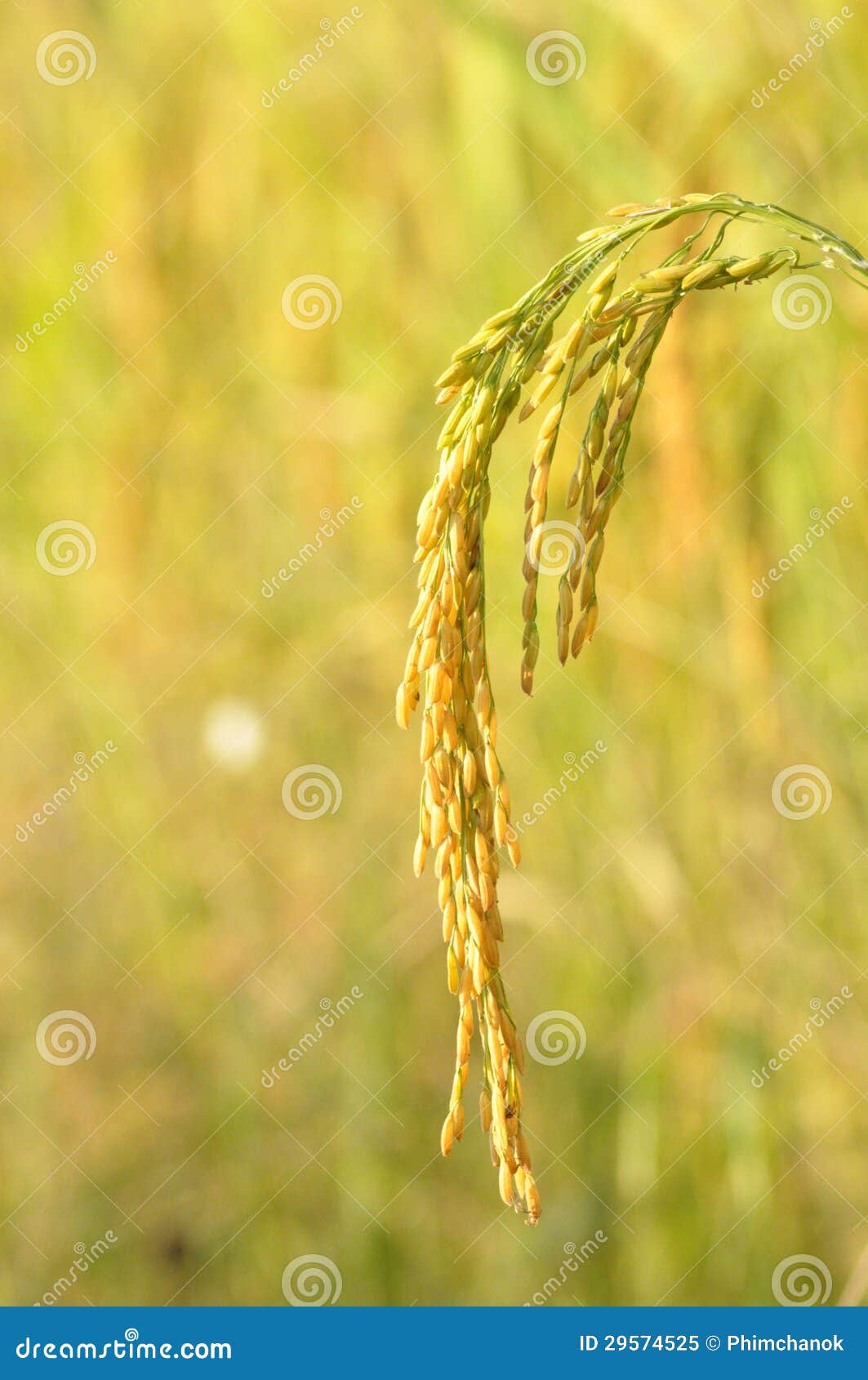 Rice paddy stock image. Image of farm, flower, farming - 29574525