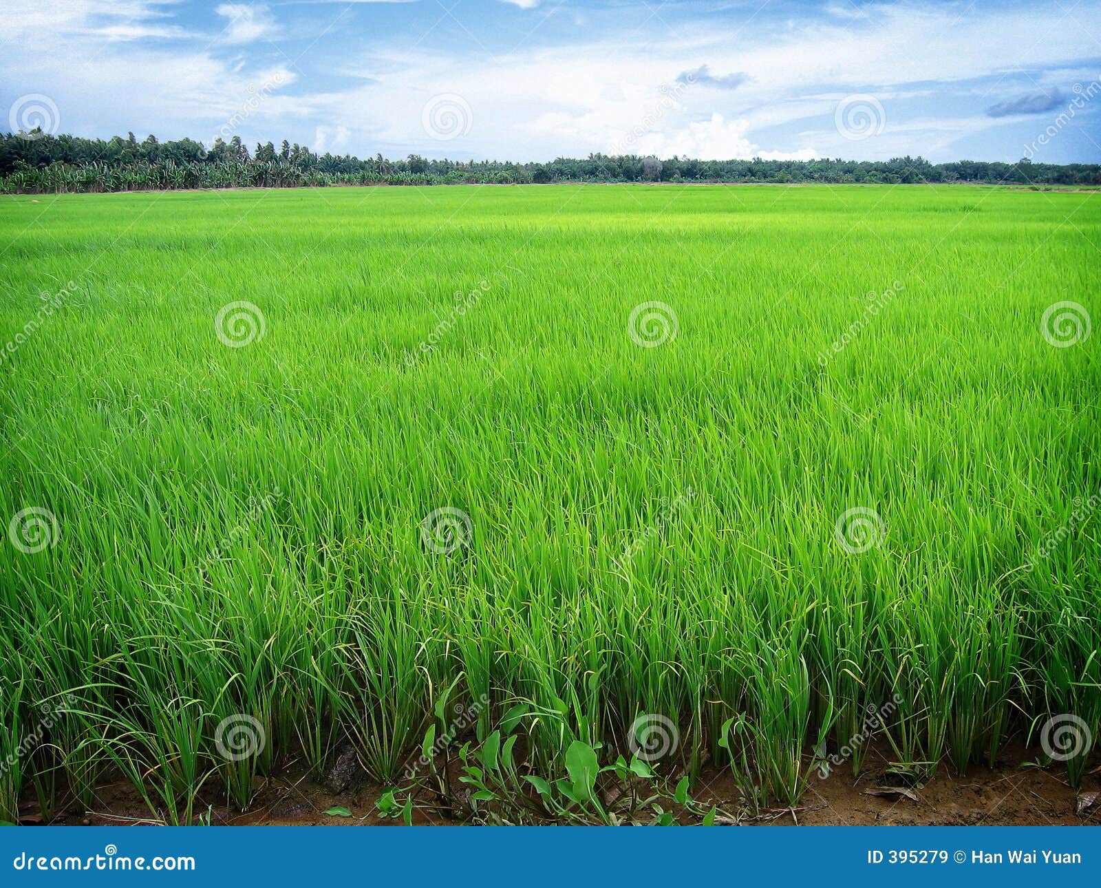 Rice Paddy stock image. Image of agriculture, horizontal - 395279