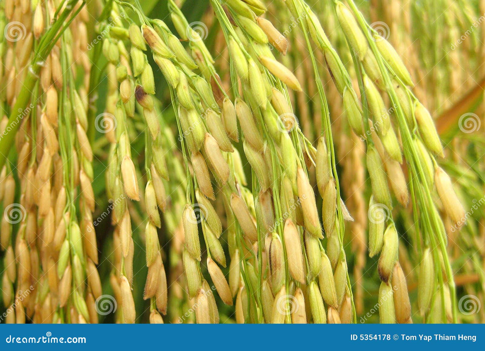 Rice Paddy stock photo. Image of destinations, focus, growth - 5354178
