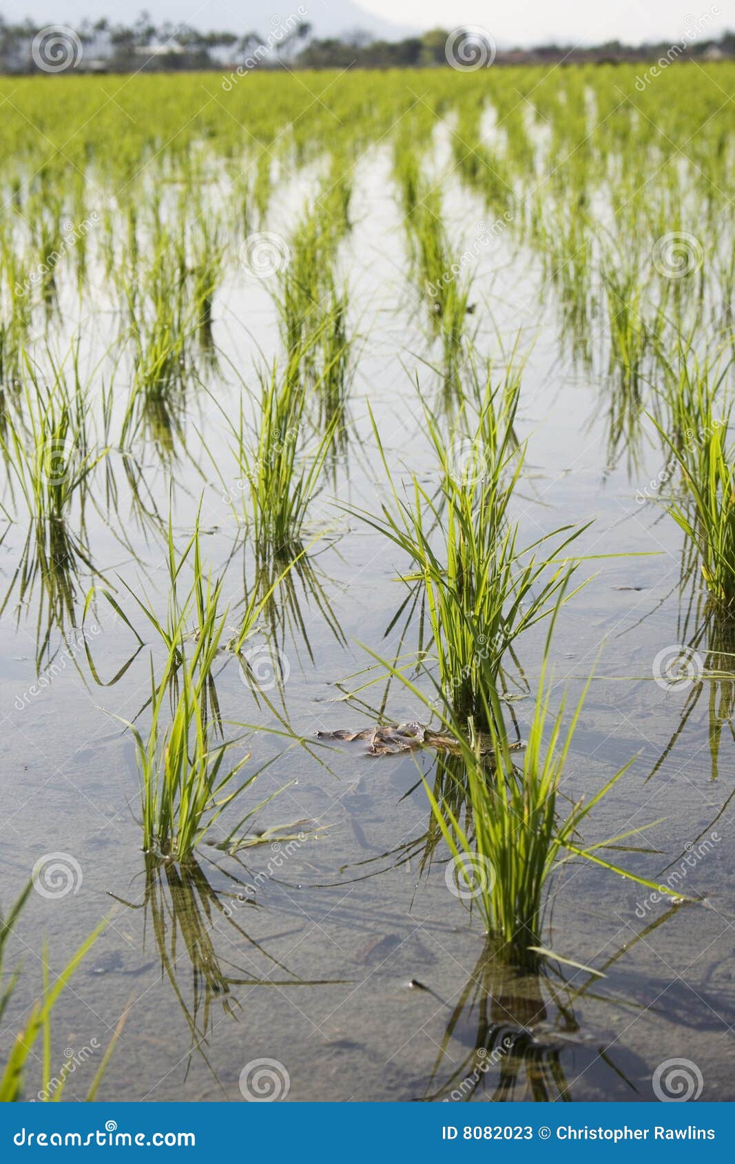 American Rice Field