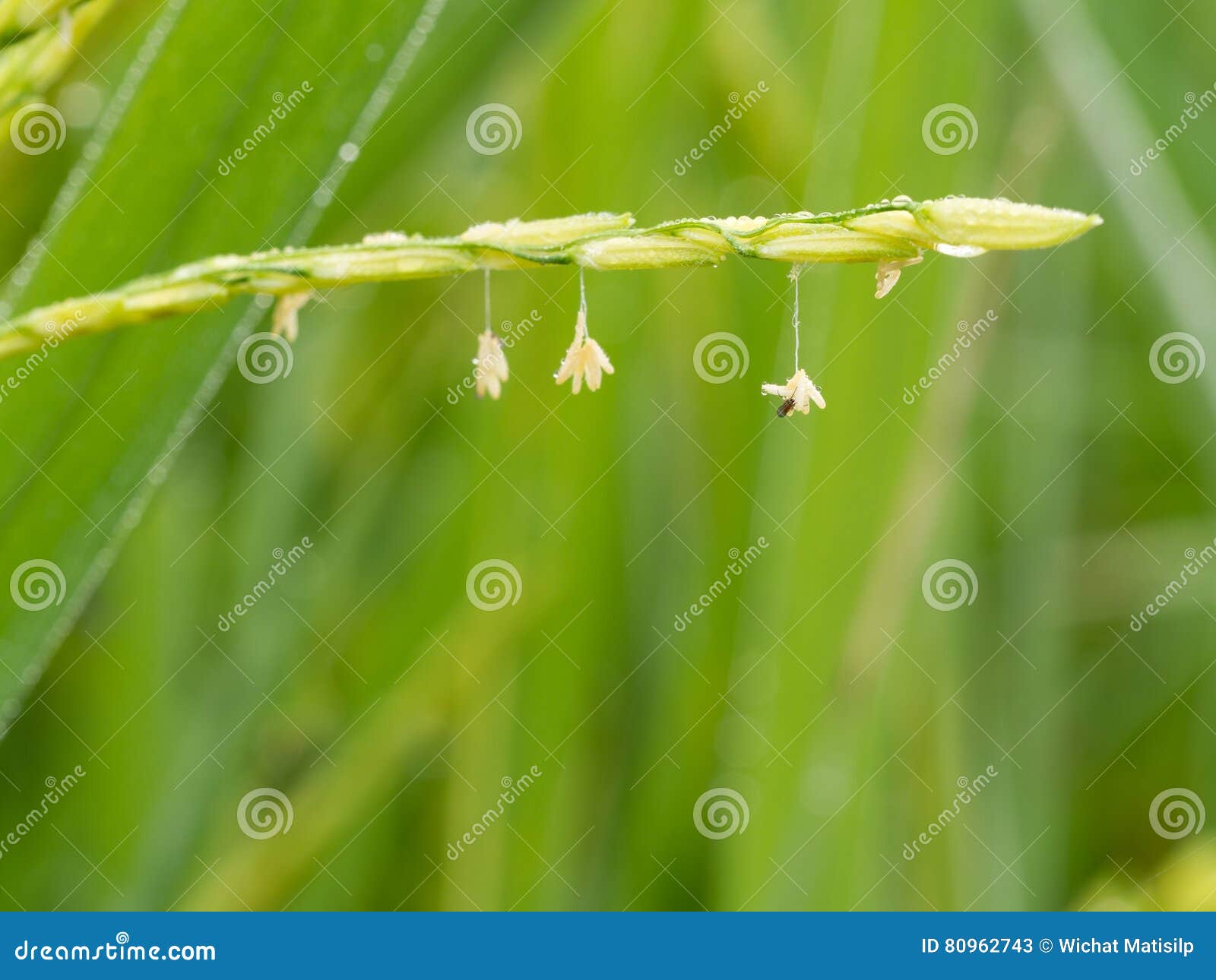 Rice in the Paddy stock image. Image of farmland, beautiful - 80962743