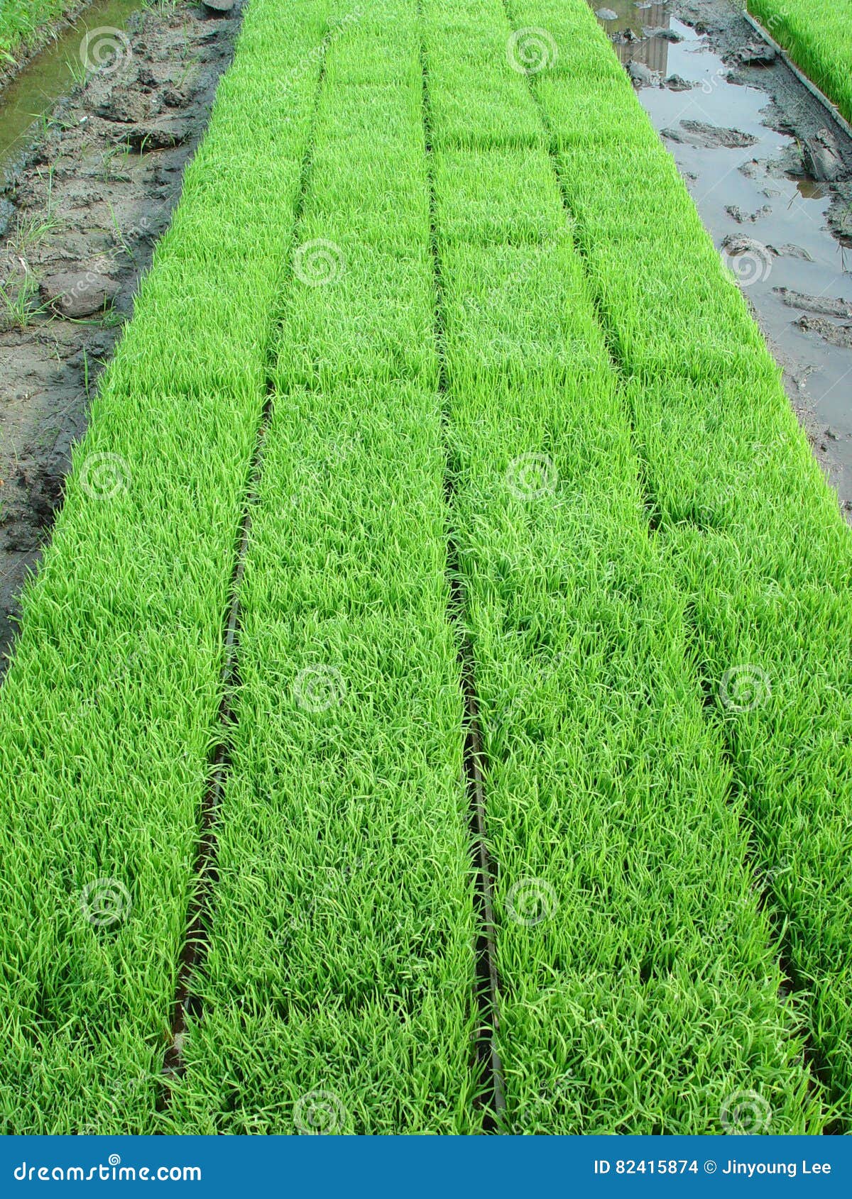 Rice Paddy stock photo. Image of glue, lawn, plantation - 82415874