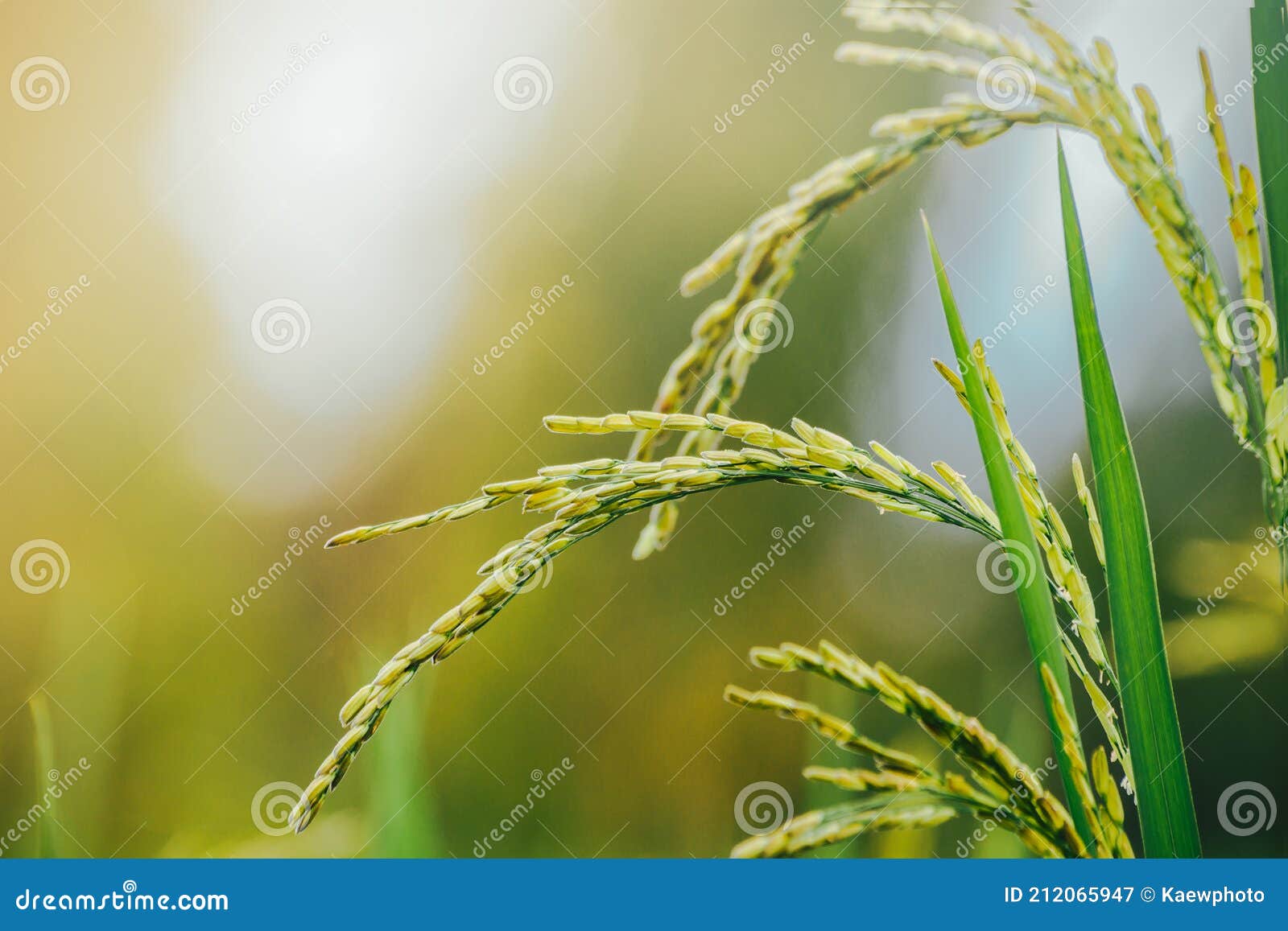 Rice Paddy that is Also Paddy in the Field Stock Image - Image of ...