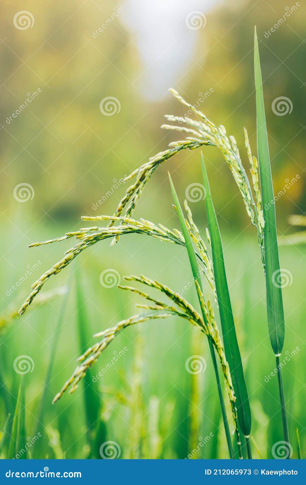 Paddy, Also Called Rice Paddy, Small, Level, Flooded Field Used To ...