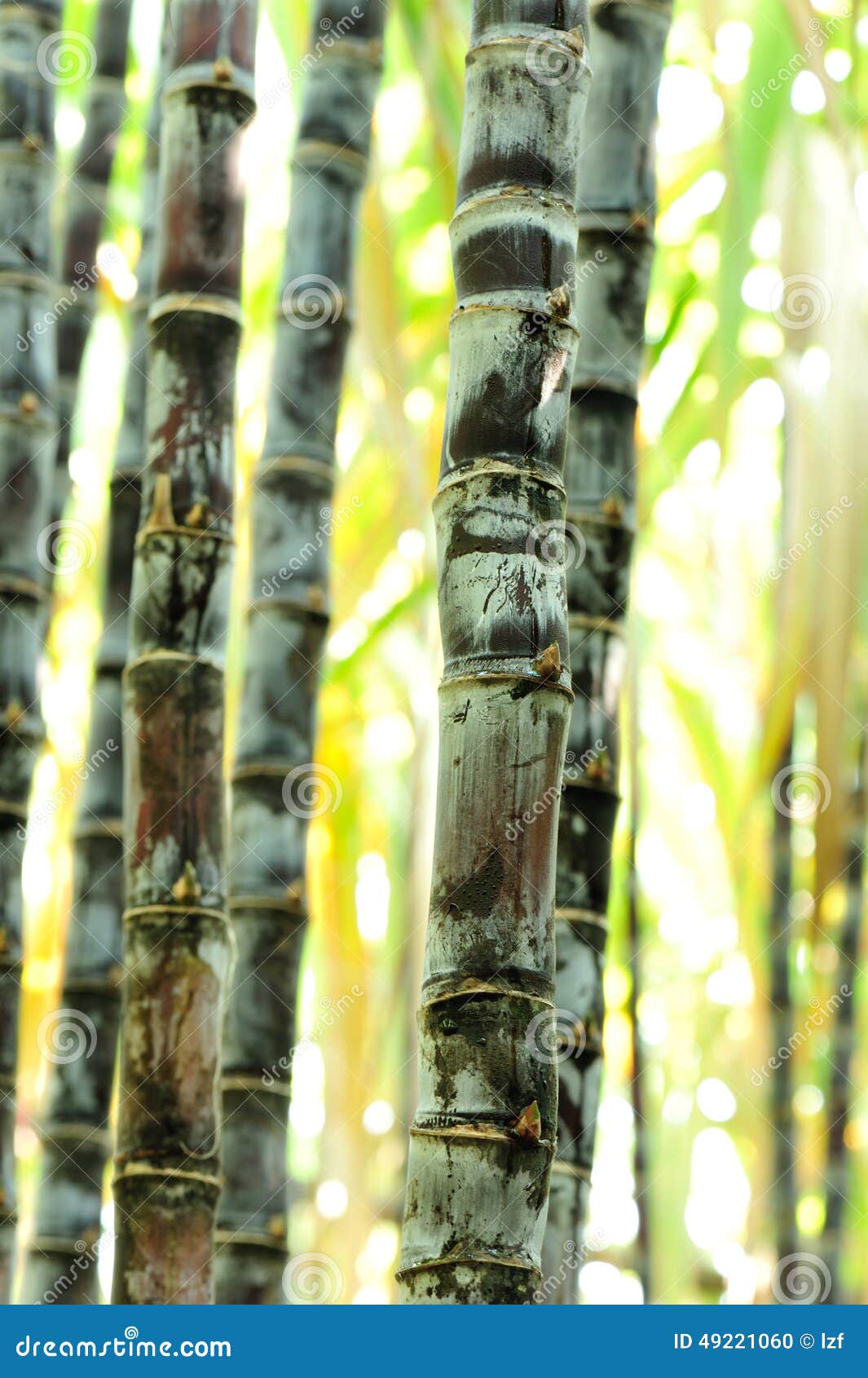 Rice paddy amd sugarcane stock photo. Image of rice, cane - 49221060
