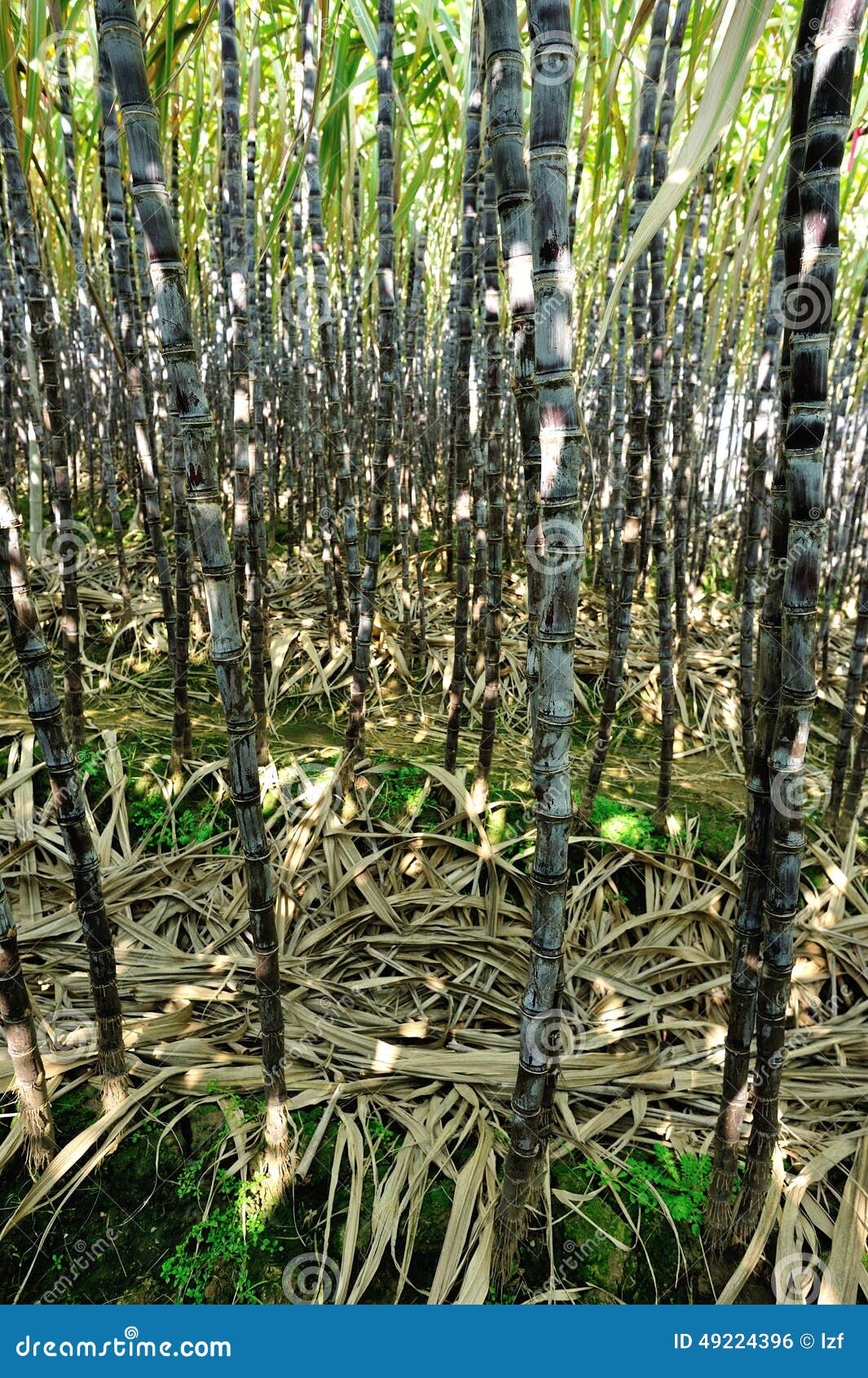 Rice paddy amd sugarcane stock photo. Image of sugarcane - 49224396