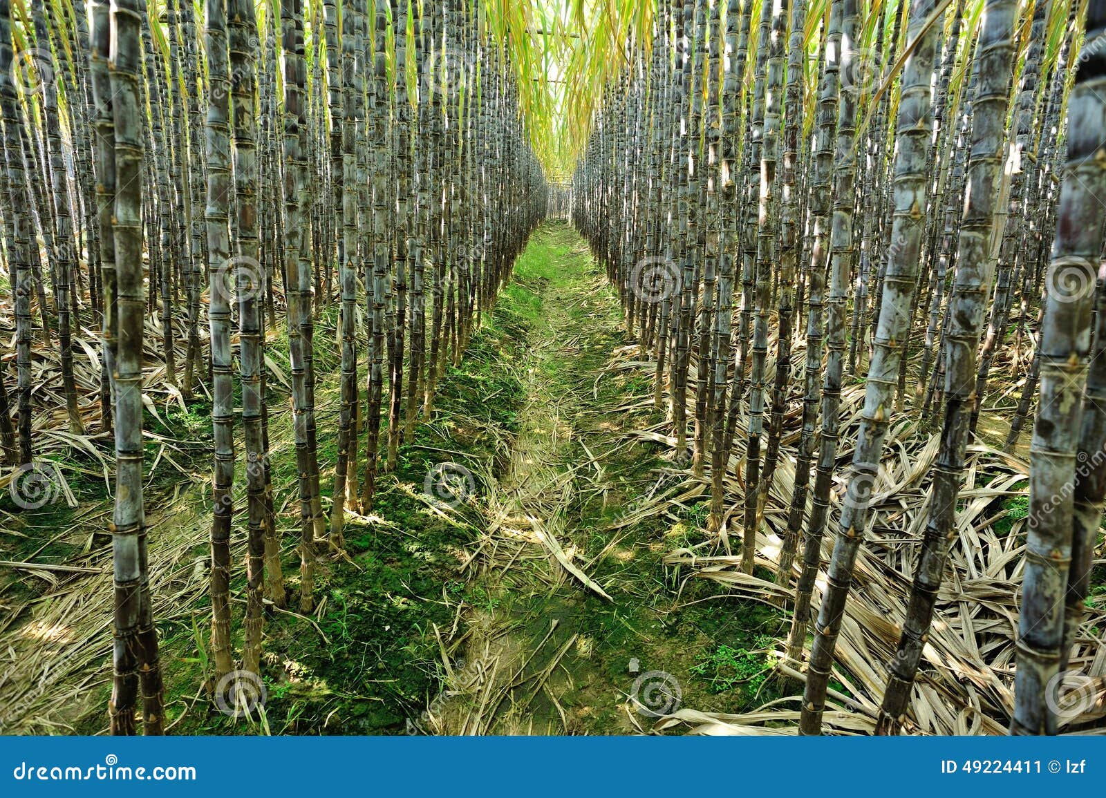 Rice paddy amd sugarcane stock image. Image of growth - 49224411