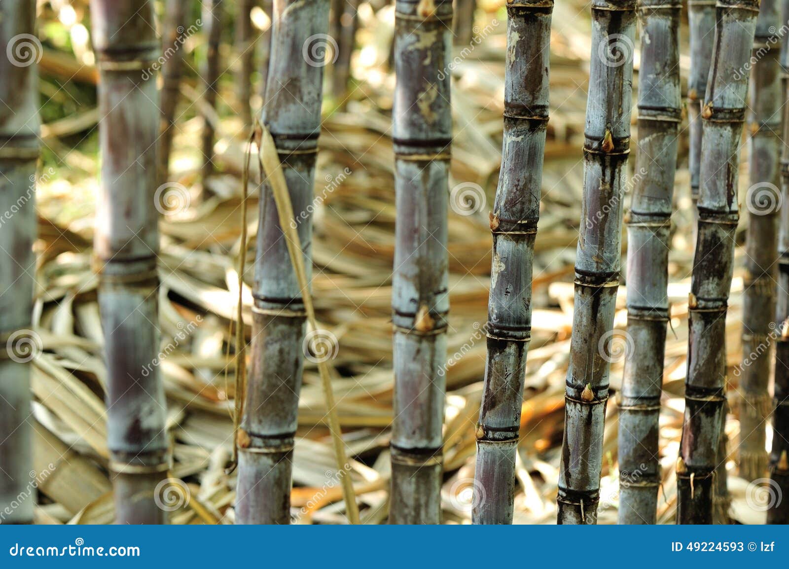 Rice paddy amd sugarcane stock image. Image of outdoor - 49224593