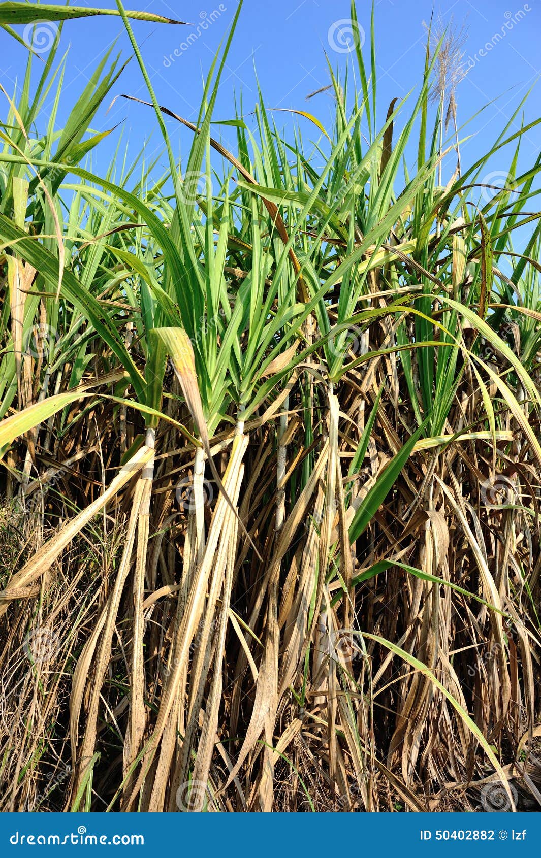 Rice paddy amd sugarcane stock photo. Image of rice, sugarcane - 50402882