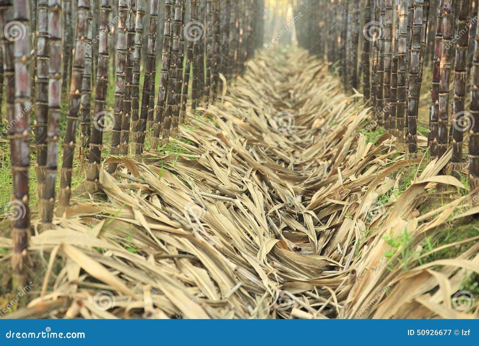 Rice paddy amd sugarcane stock image. Image of sugarcane - 50926677