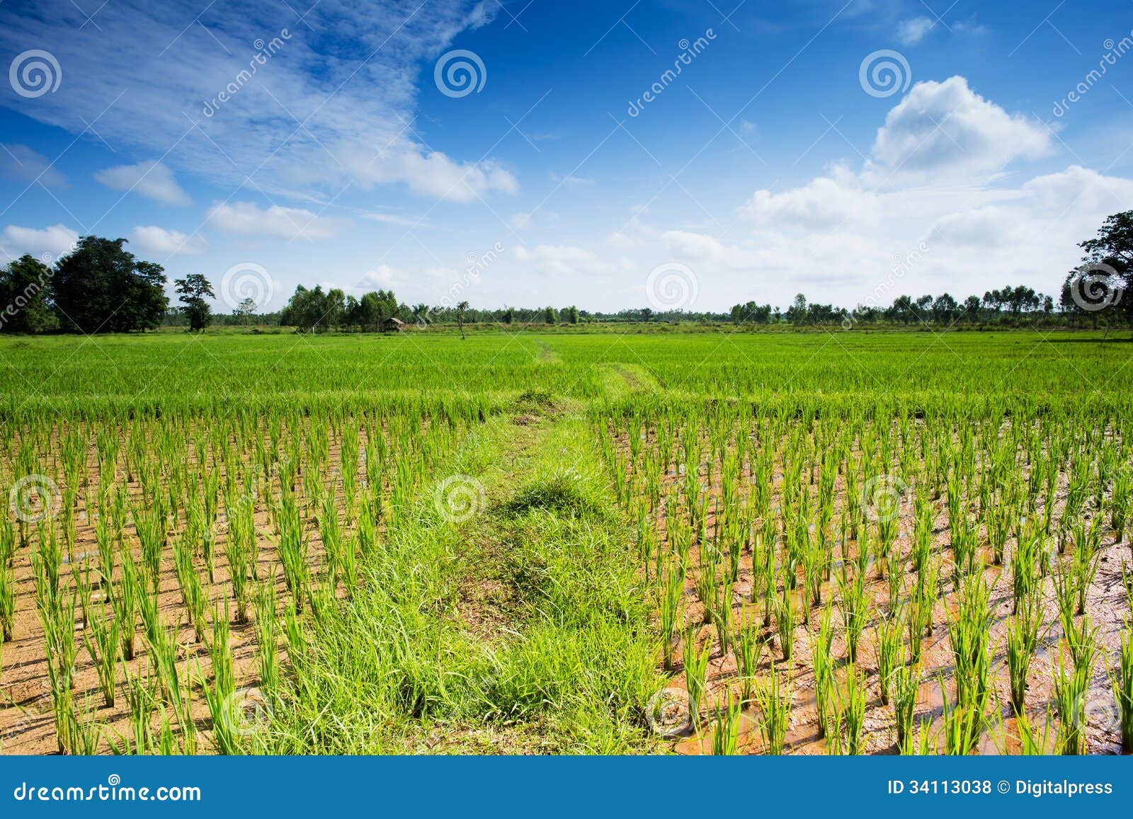 Rice Paddy stock photo. Image of field, asia, rice, outdoors - 34113038