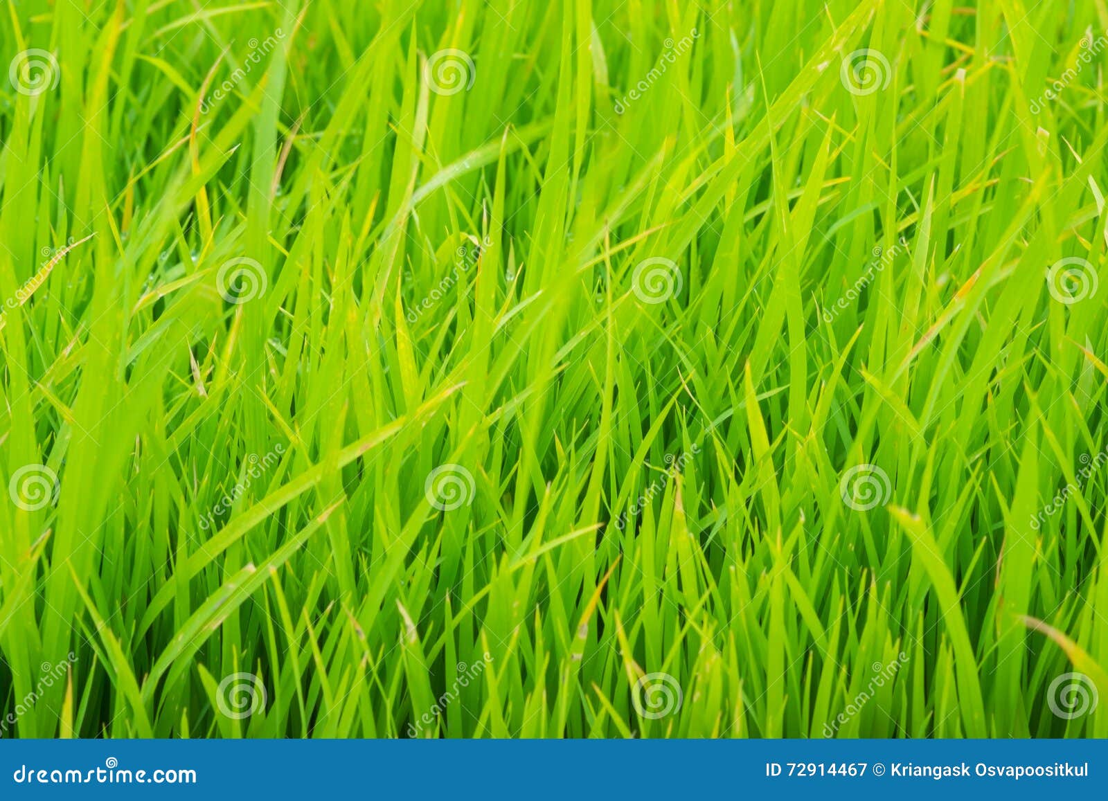 Rice paddy background stock image. Image of rural, countryside - 72914467