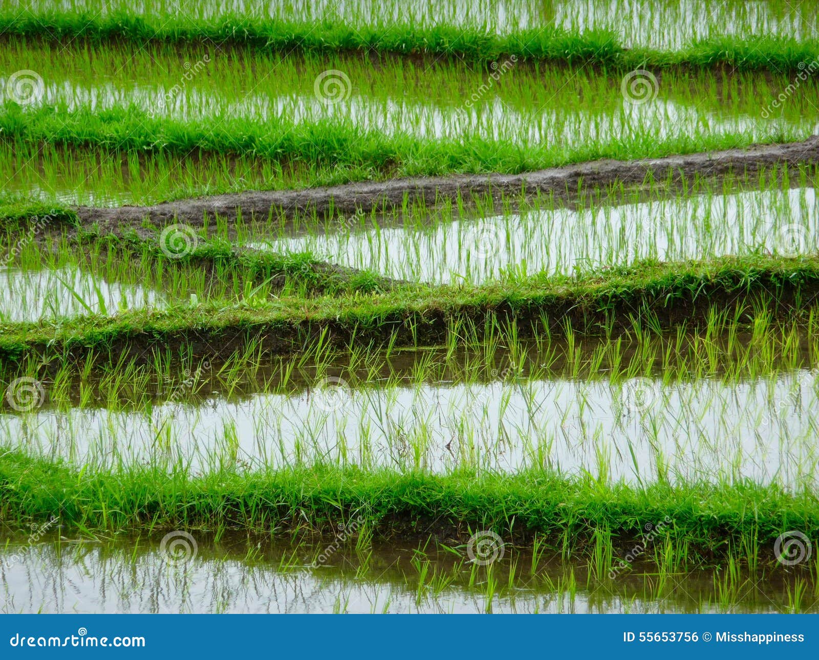 Rice paddy in Bali stock photo. Image of paddies, indonesia - 55653756