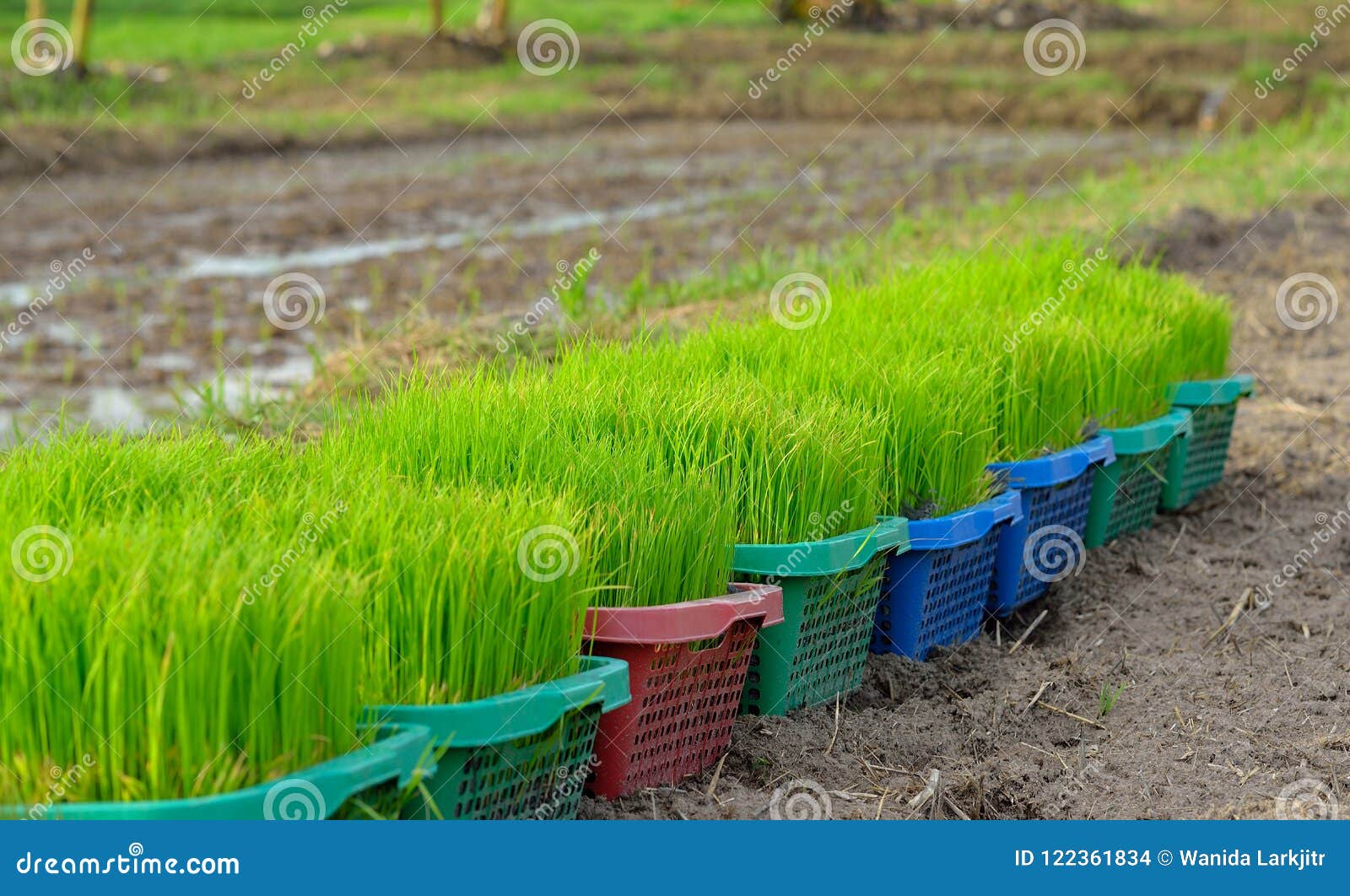 Jasmine Rice Paddy in Basket Stock Photo - Image of countryside ...