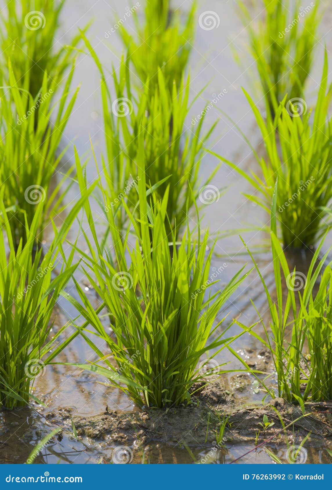Rice paddy close up stock photo. Image of paradise, green - 76263992