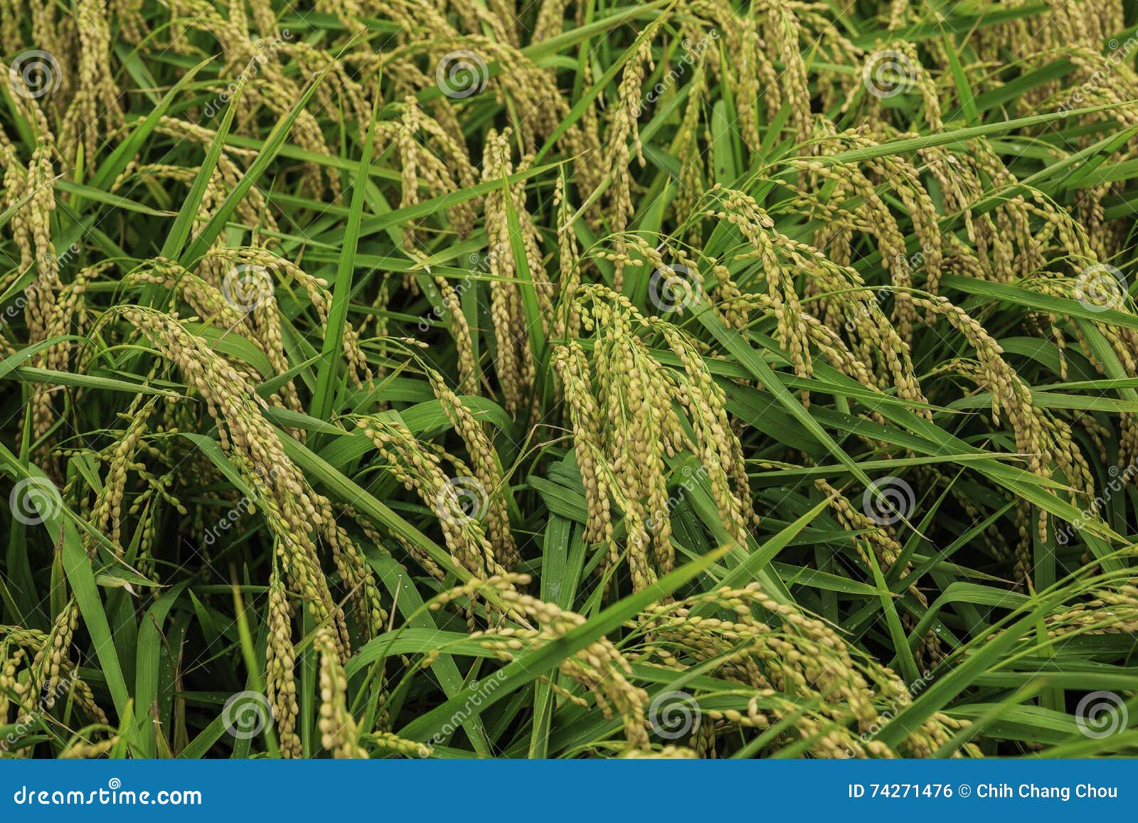 Rice in paddy stock photo. Image of ripe, paddy, natural - 74271476