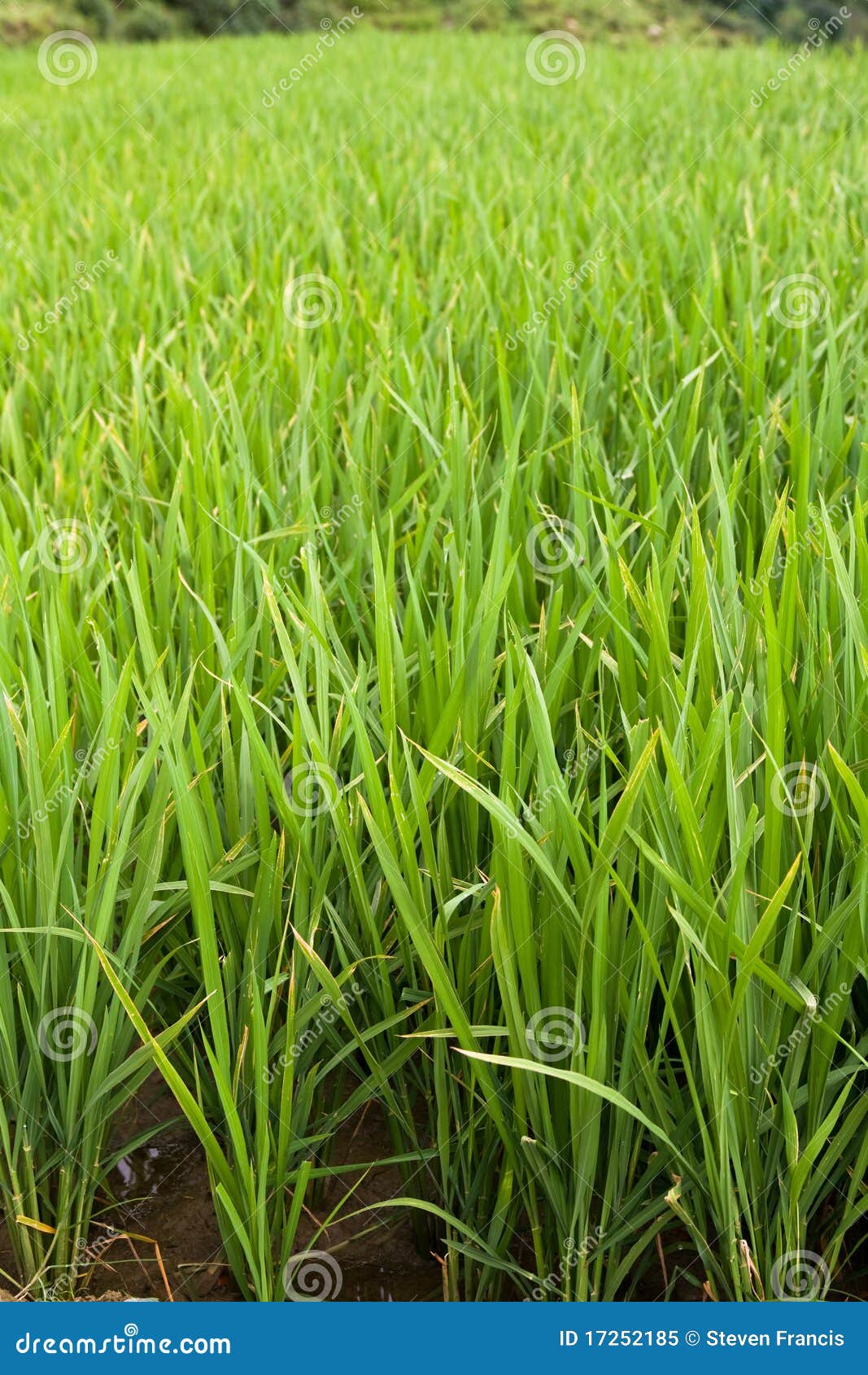 Rice Paddy Close Up Portrait Stock Image - Image of nature, industry ...